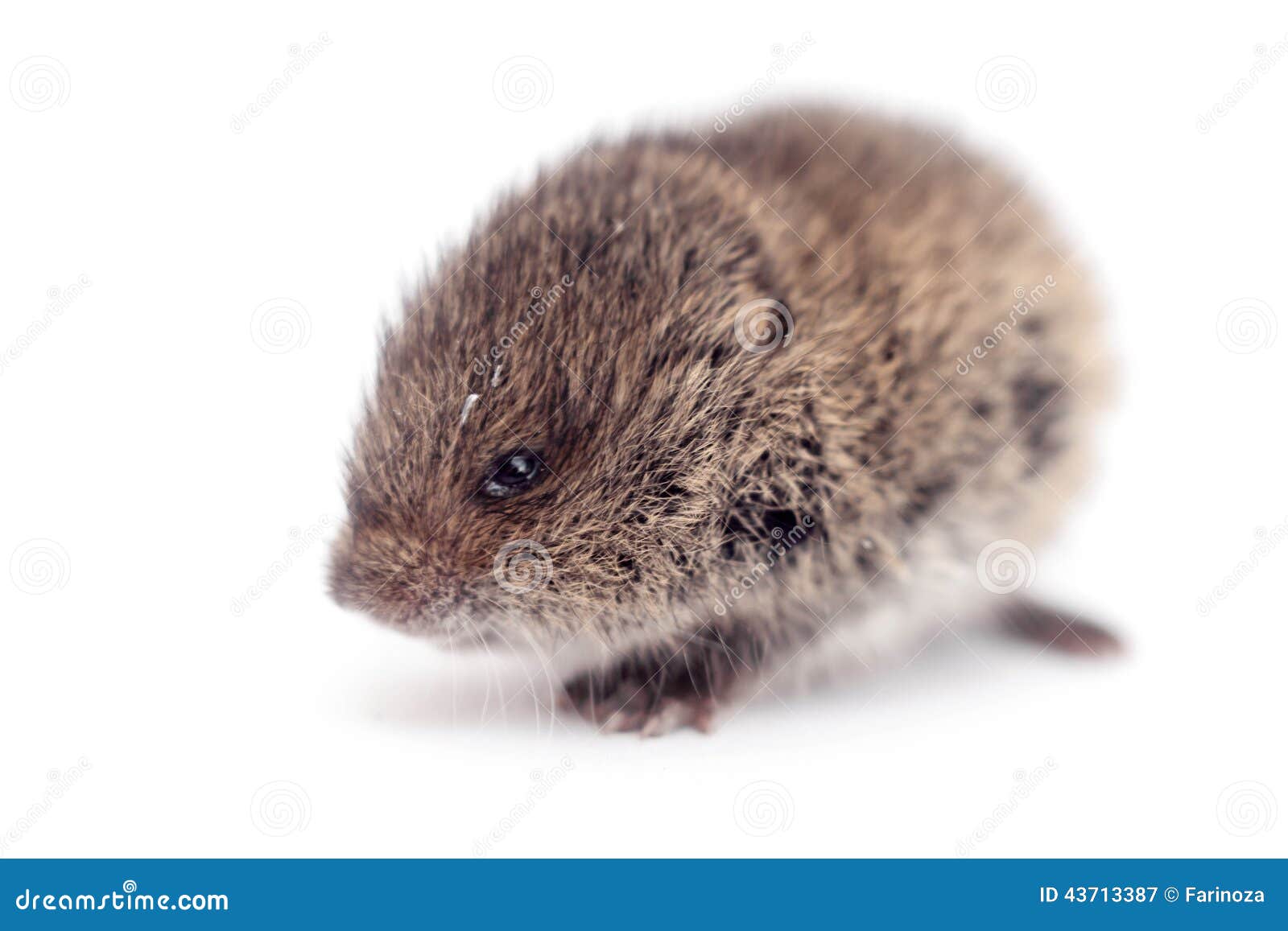 Common Vole, 3 Weeks Old, on White Stock Image - Image of rodent ...