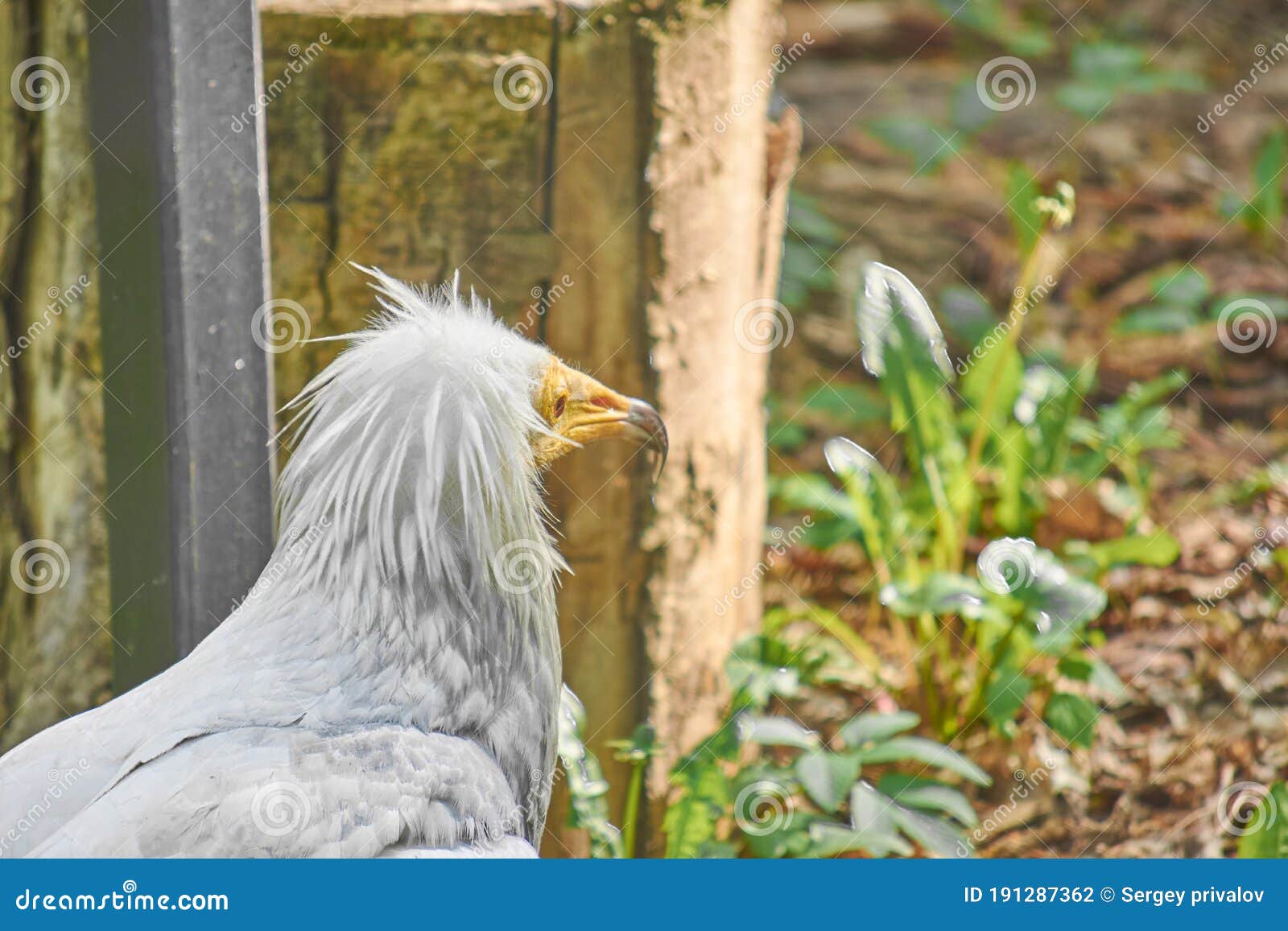 Common Vulture (Neophron Percnopterus). Predatory Bird Stock Photo ...