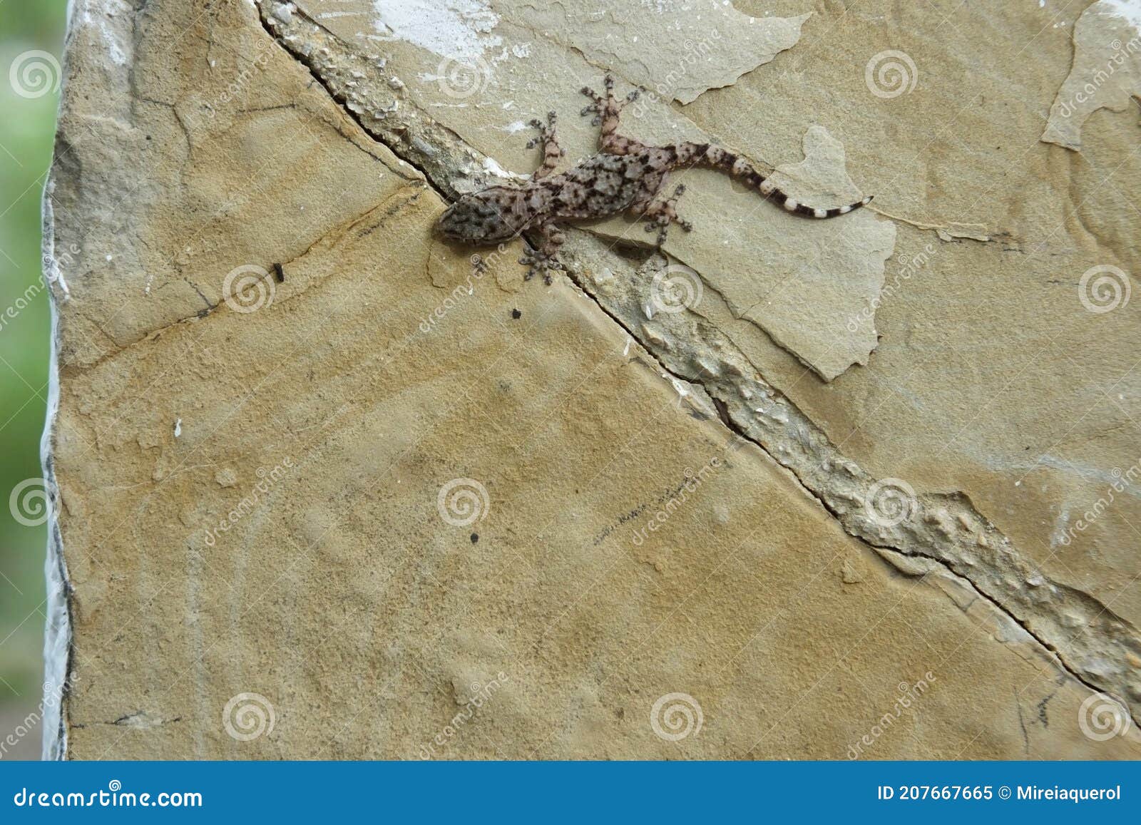 Common Wall Gecko Upper View in a Wall Stock Image - Image of wildlife ...