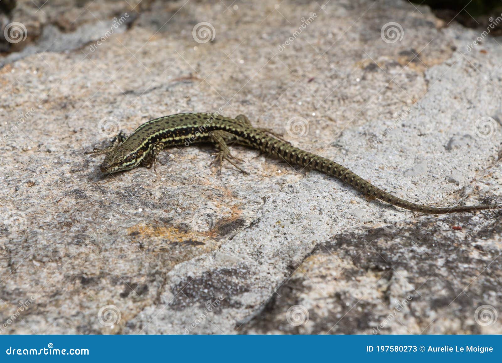 Common Wall Lizard on a Wall Stock Image - Image of common, viviparous ...