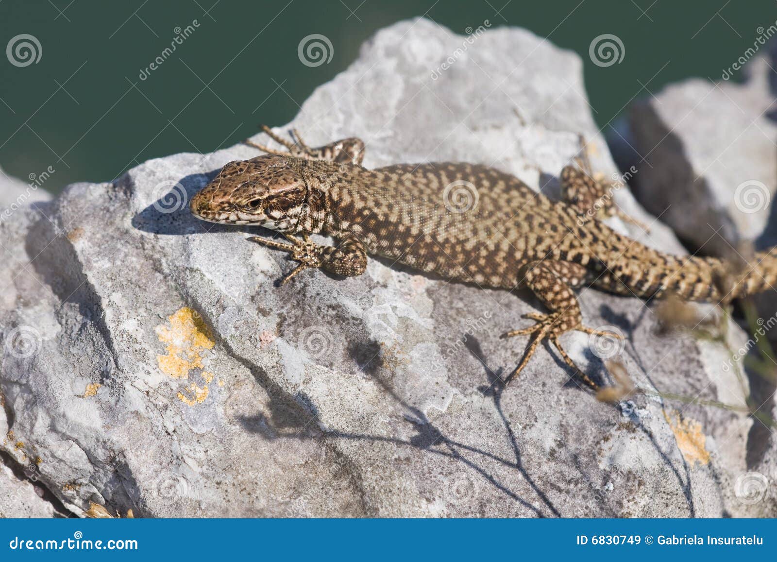 Common wall lizard stock image. Image of vertebrate, reptile - 6830749