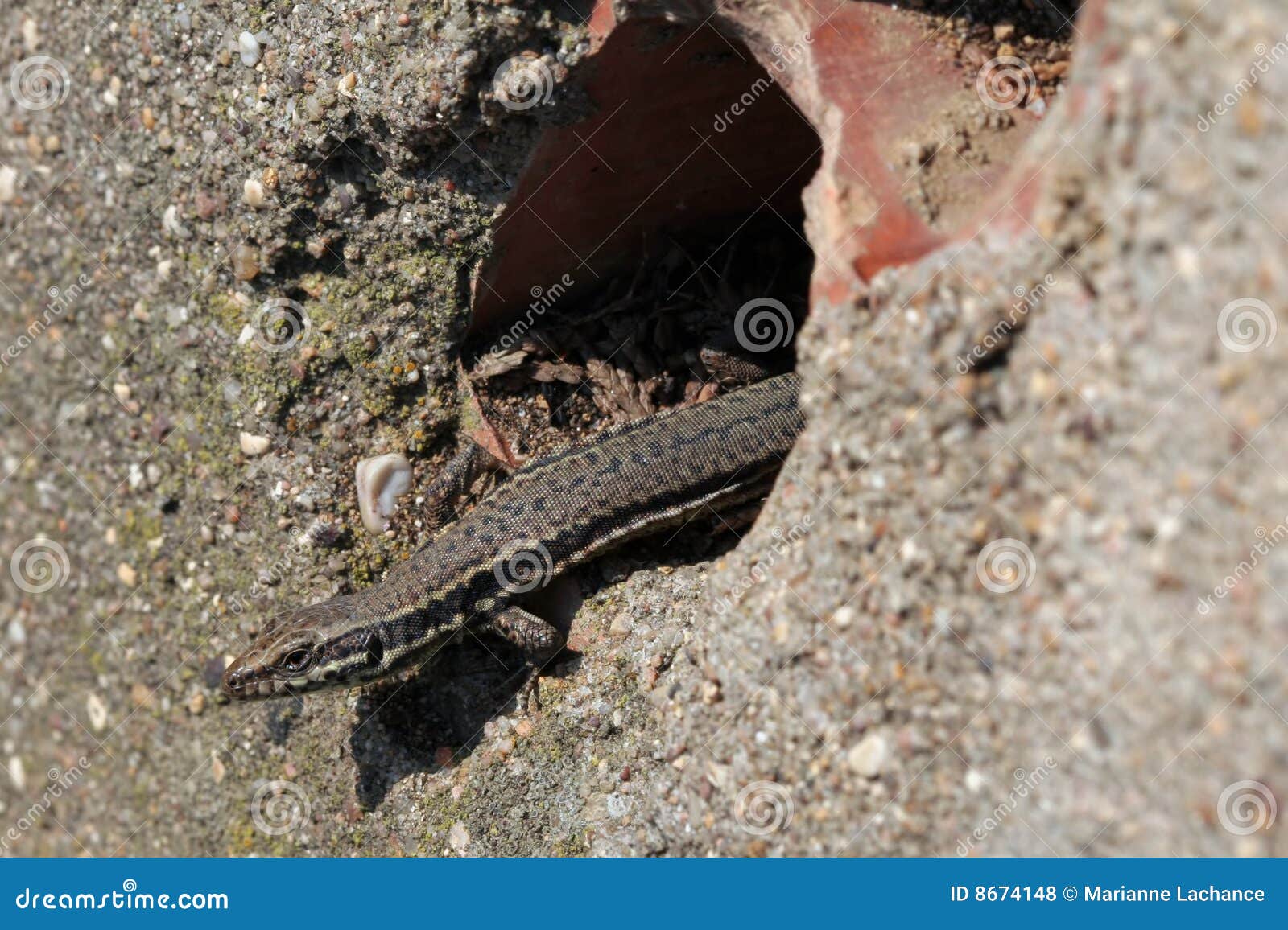 Common Wall Lizard stock photo. Image of wall, common - 8674148