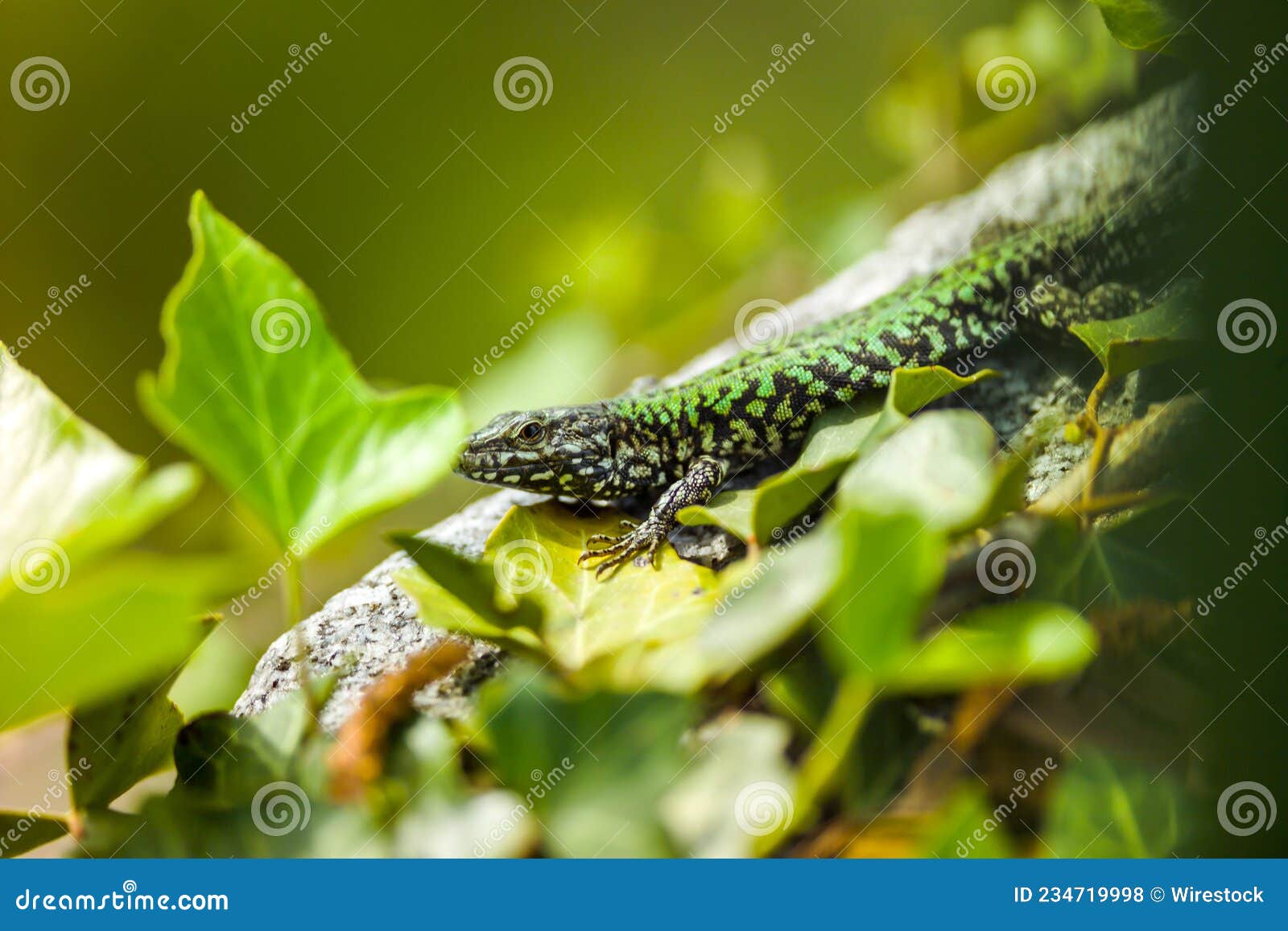 Common Wall Lizard Crawling on the Plant Stock Photo - Image of muralis ...