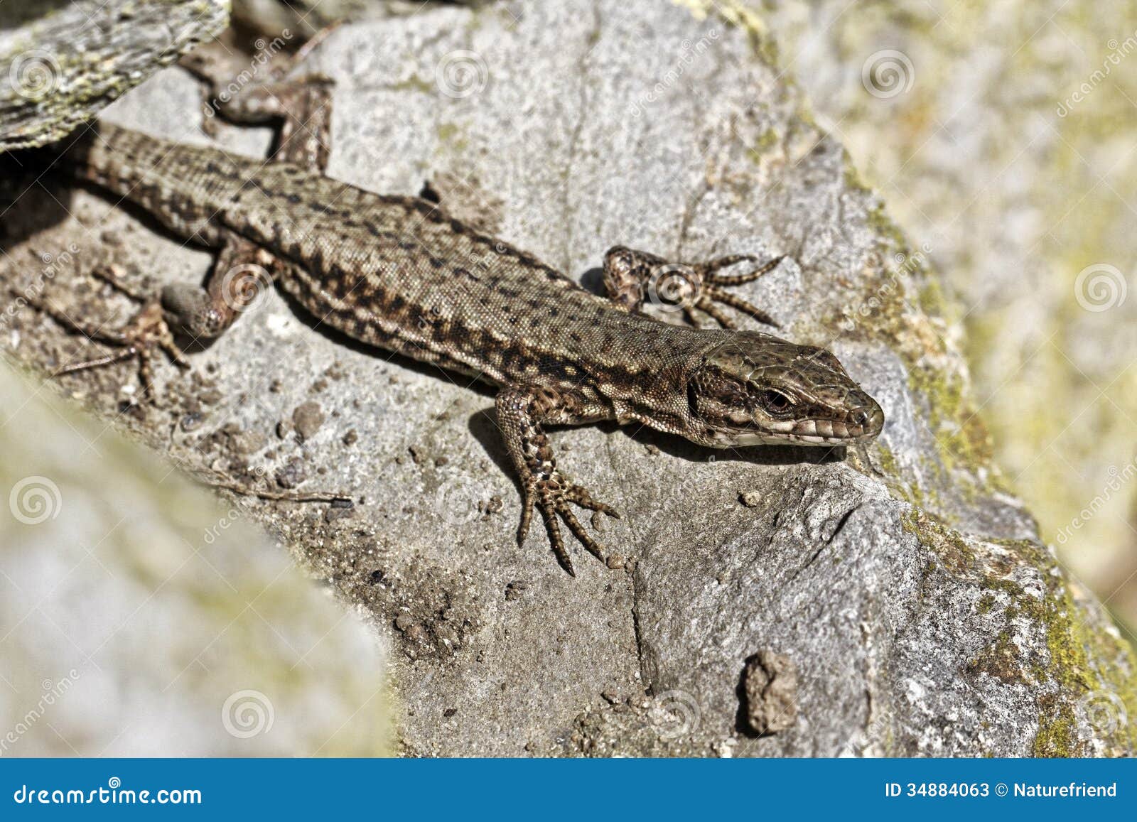 Common Wall Lizard, Podarcis Muralis From Germany Stock Photos - Image ...