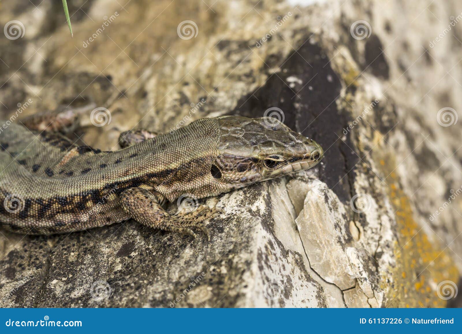 Common Wall Lizard (Podarcis Muralis) from Germany Stock Photo - Image ...