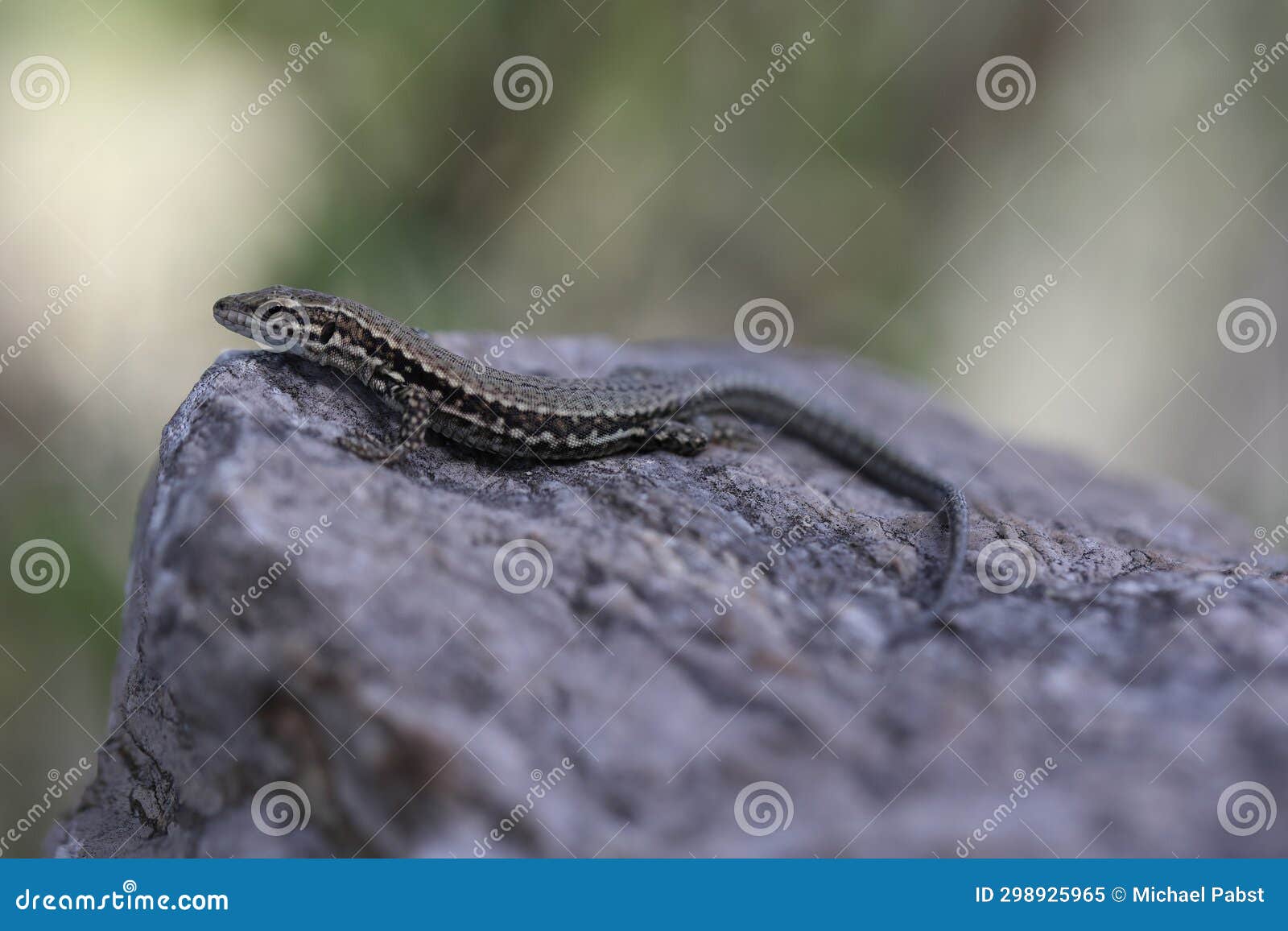 Common Wall Lizard on a Rock in the French Alps Stock Image - Image of ...