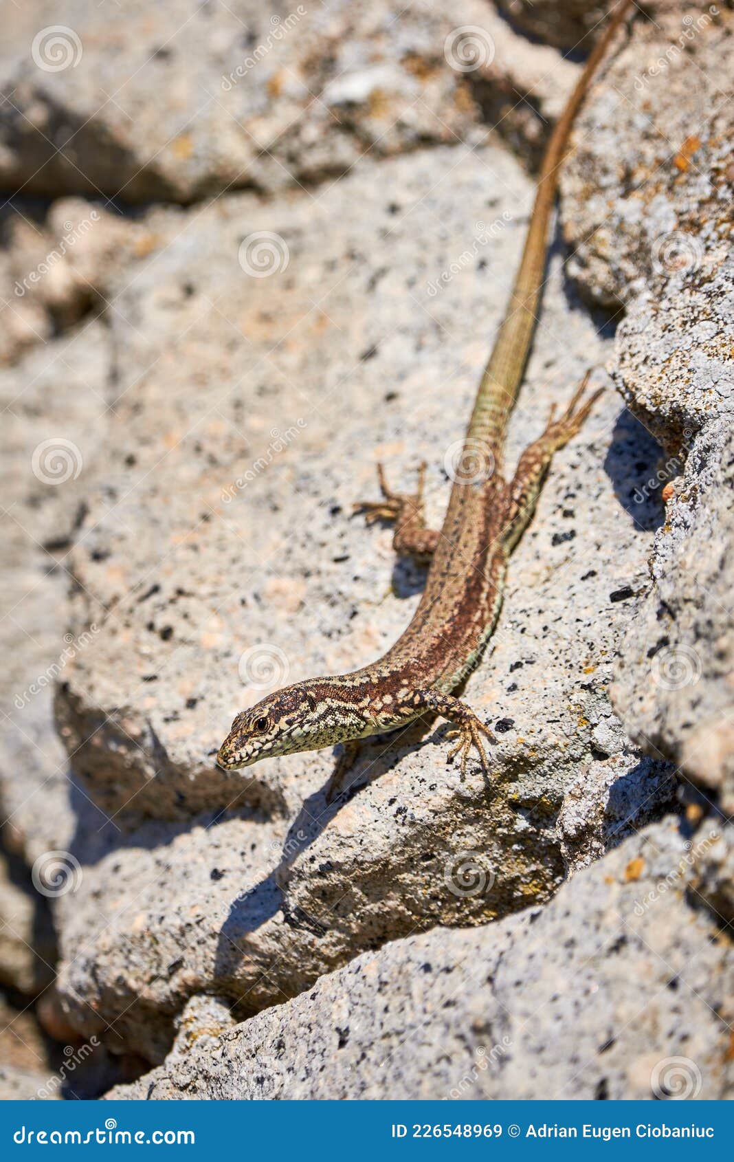 Common Wall Lizard Sunbathing on a Rock Stock Image - Image of lizards ...