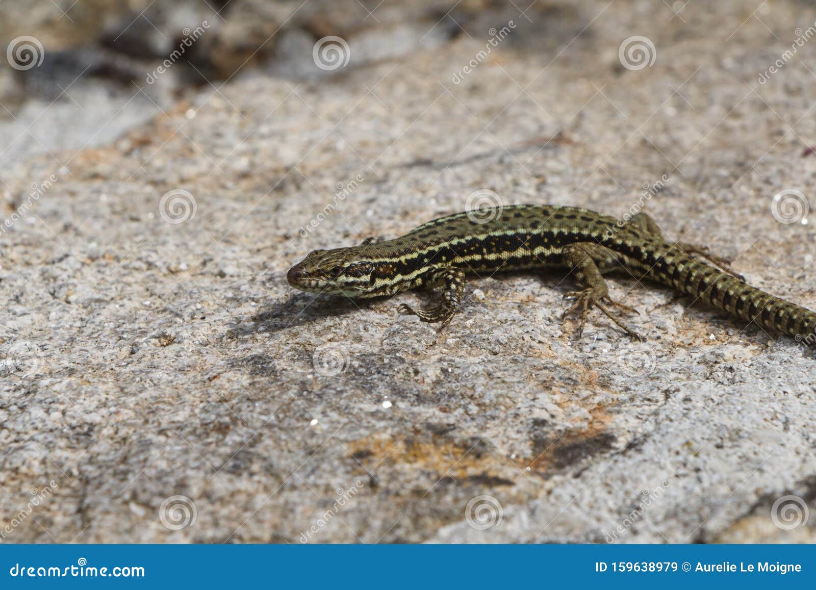 Common Wall Lizard on a Wall Stock Image - Image of brown, stone: 159638979