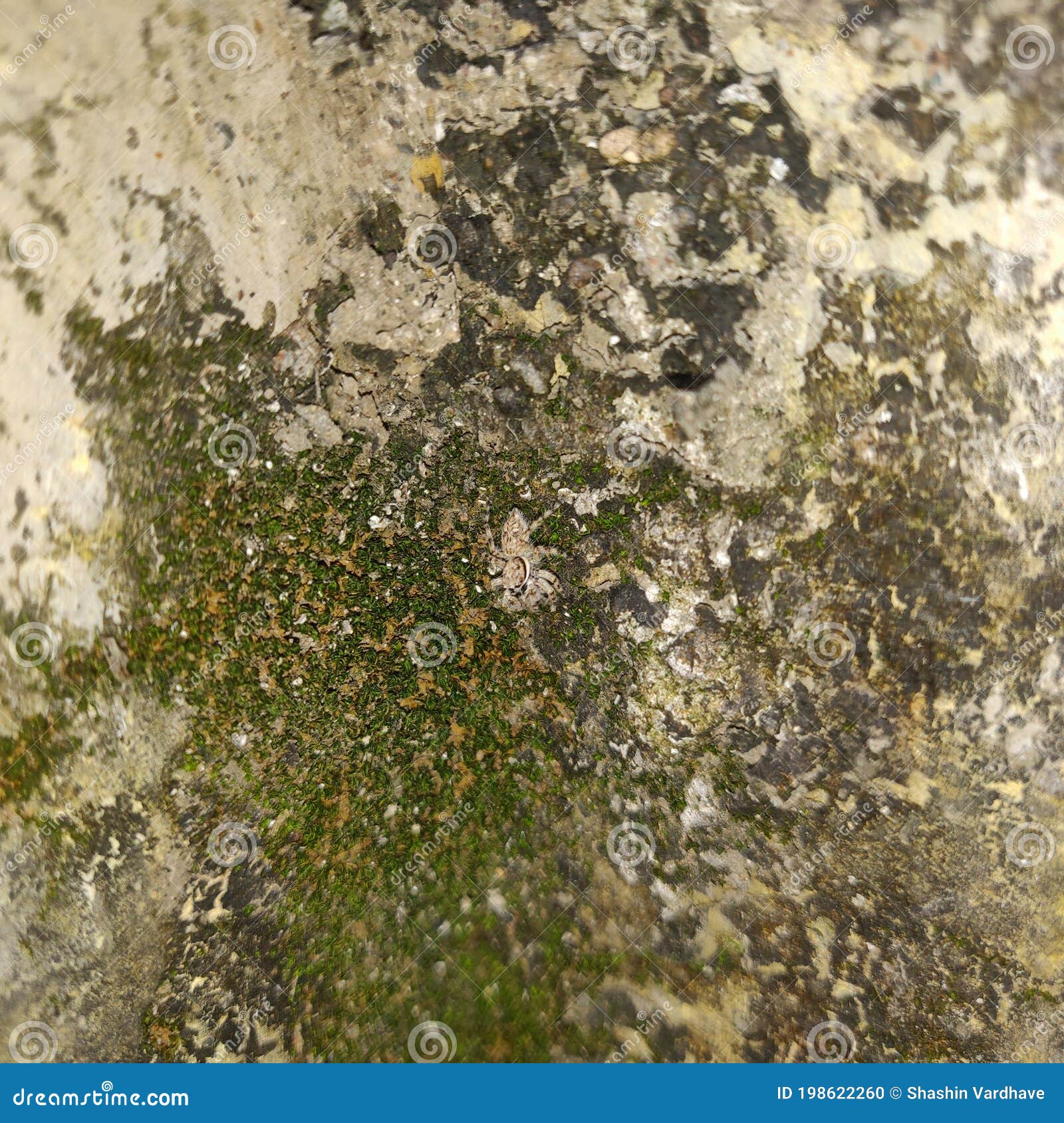 Common wall spider stock photo. Image of branch, green - 198622260