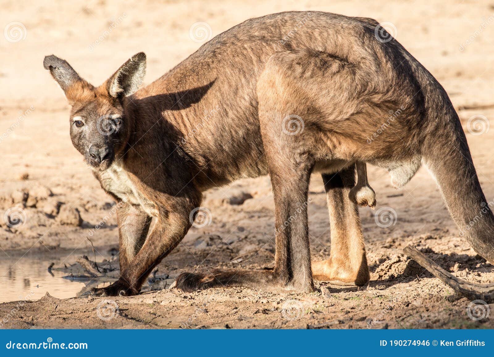Common Wallaroo stock photo. Image of euro, nature, wallaroo - 190274946