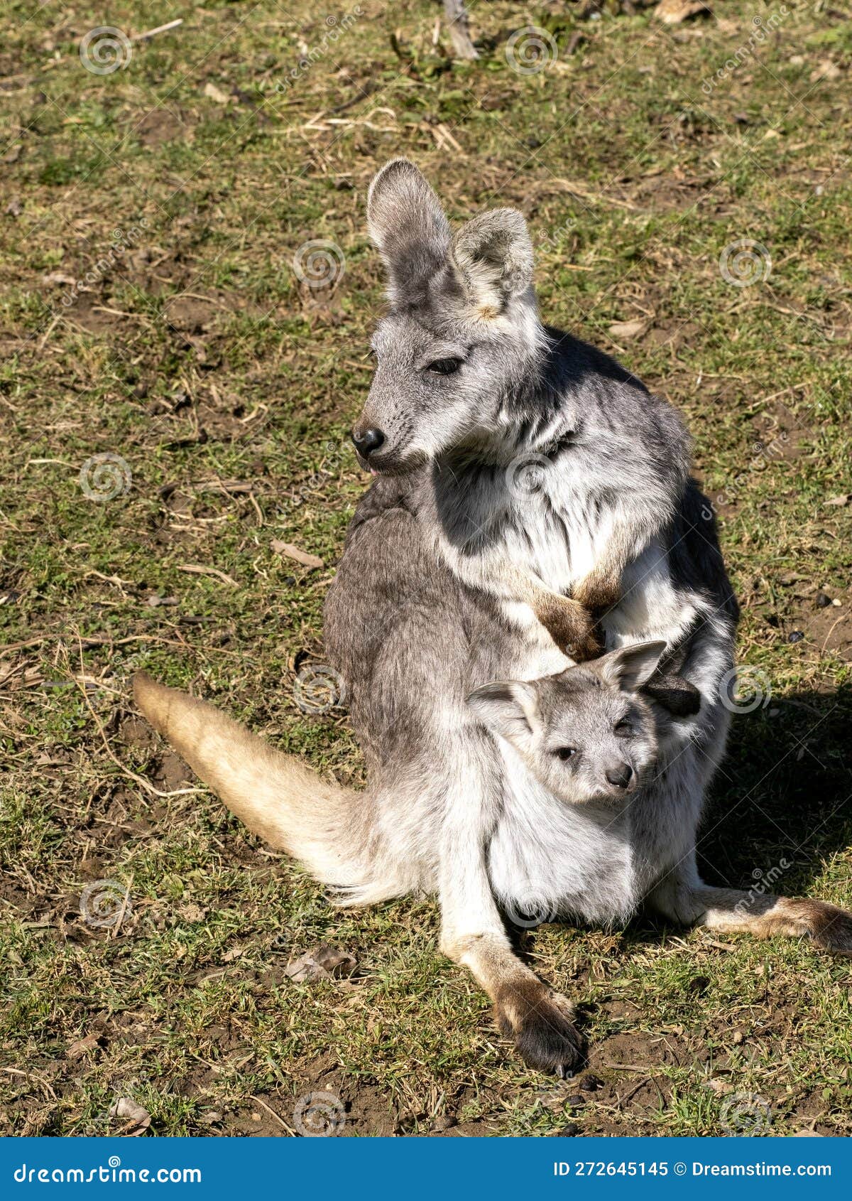 Baby Wallaroo