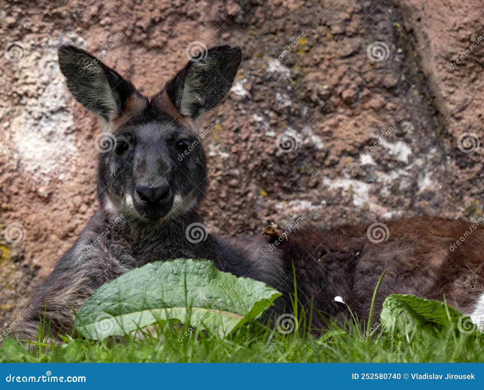 Common Wallaroo, Macropus R. Robustus, Peeking Out from Its Hiding ...