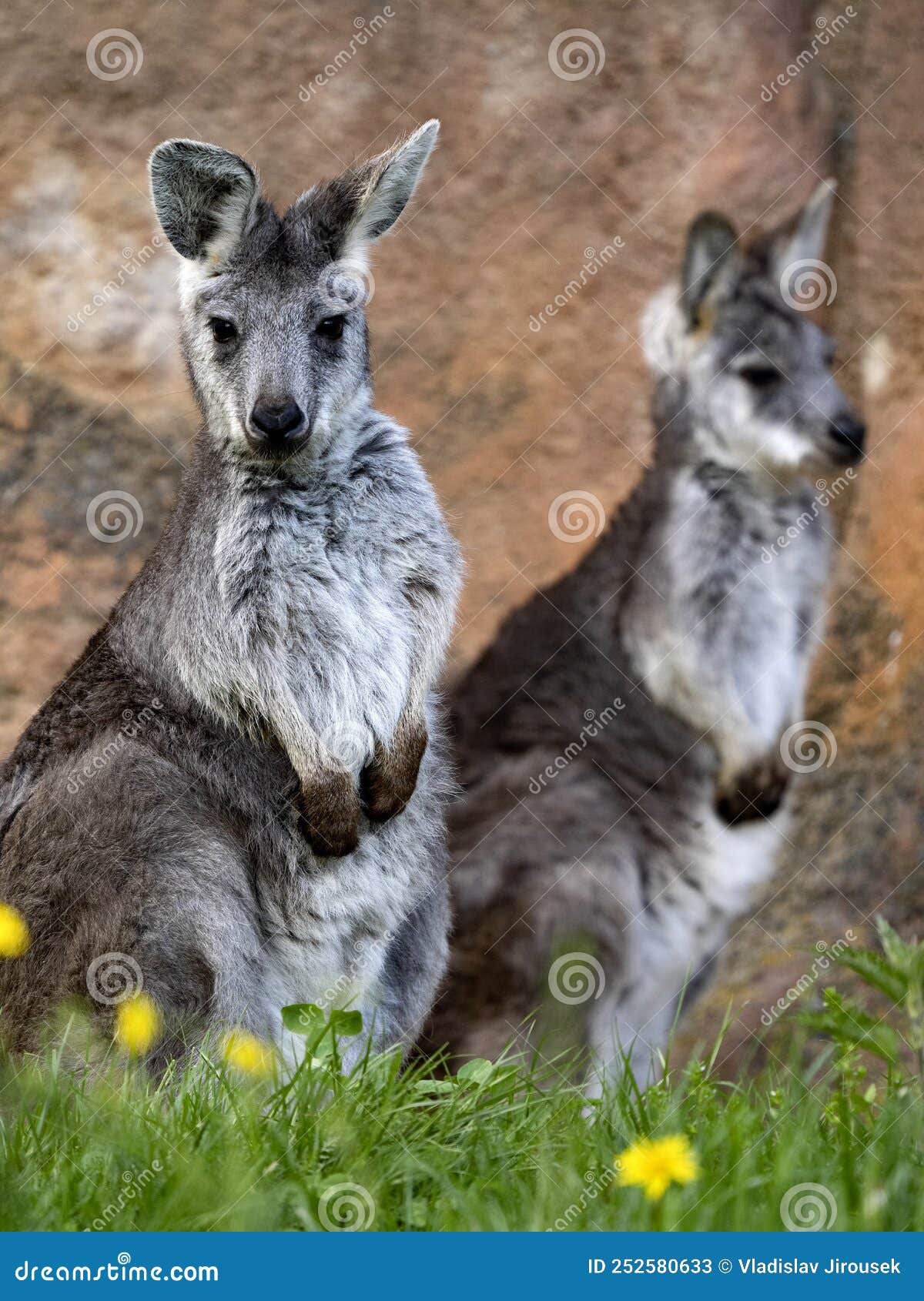 Common Wallaroo, Macropus R. Robustus, Sits and Observes the ...