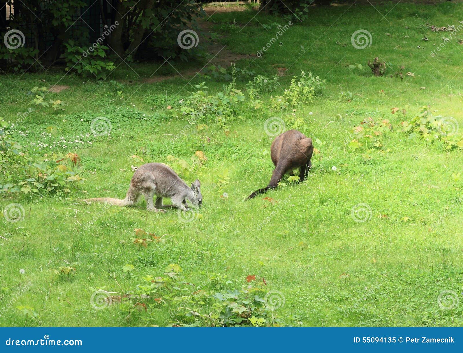 Common wallaroos stock image. Image of eating, feed, mammals - 55094135