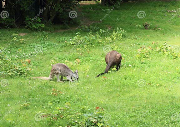 Common wallaroos stock image. Image of eating, feed, mammals - 55094135