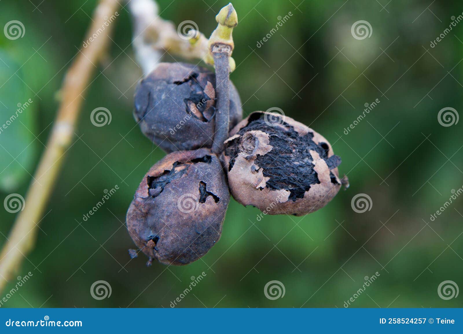 The common walnut stock image. Image of leaves, disease - 258524257