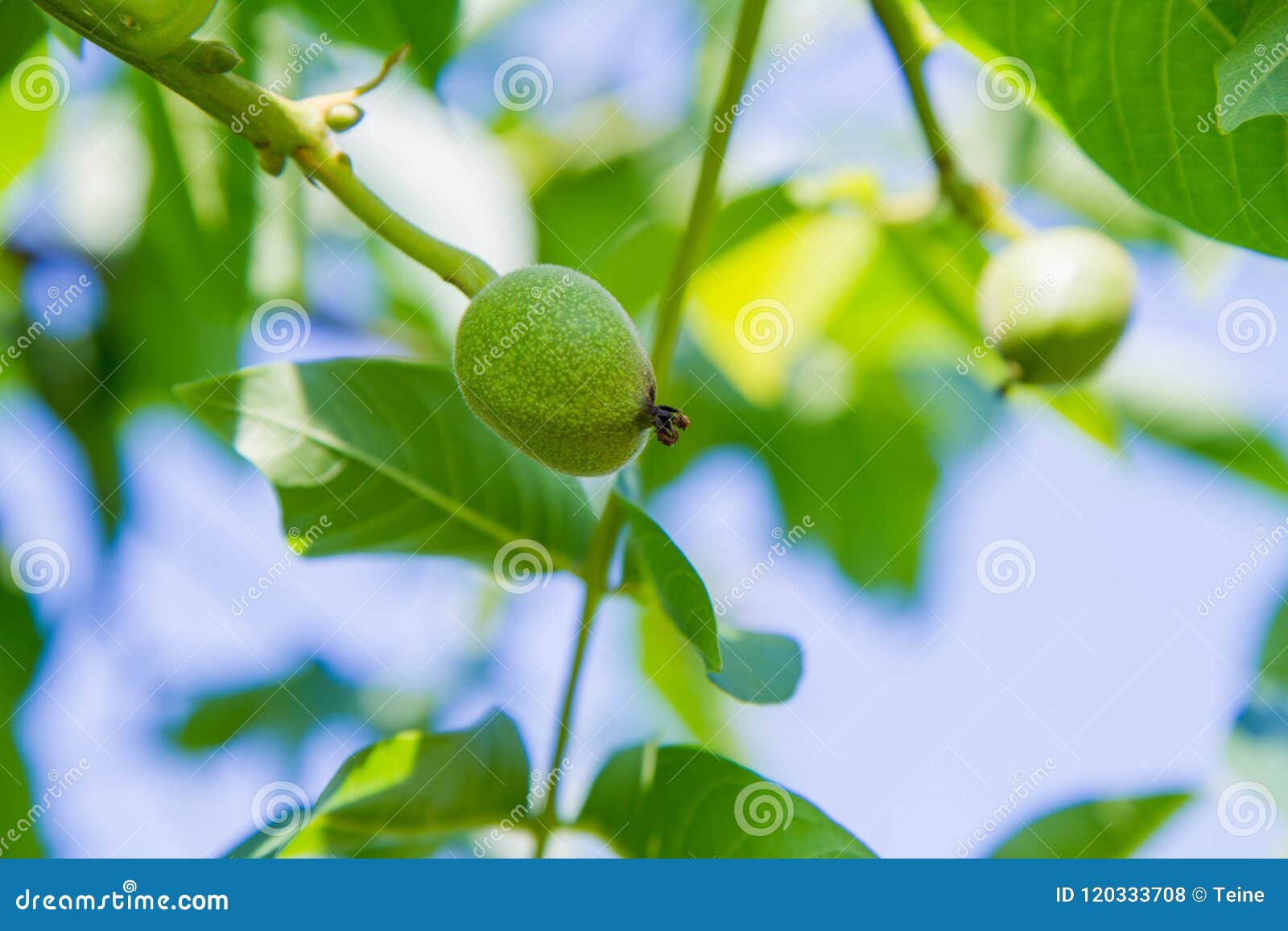 The common walnut stock photo. Image of macro, fresh - 120333708