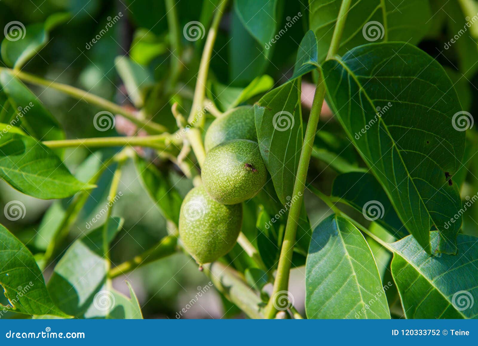 The common walnut stock photo. Image of close, common - 120333752