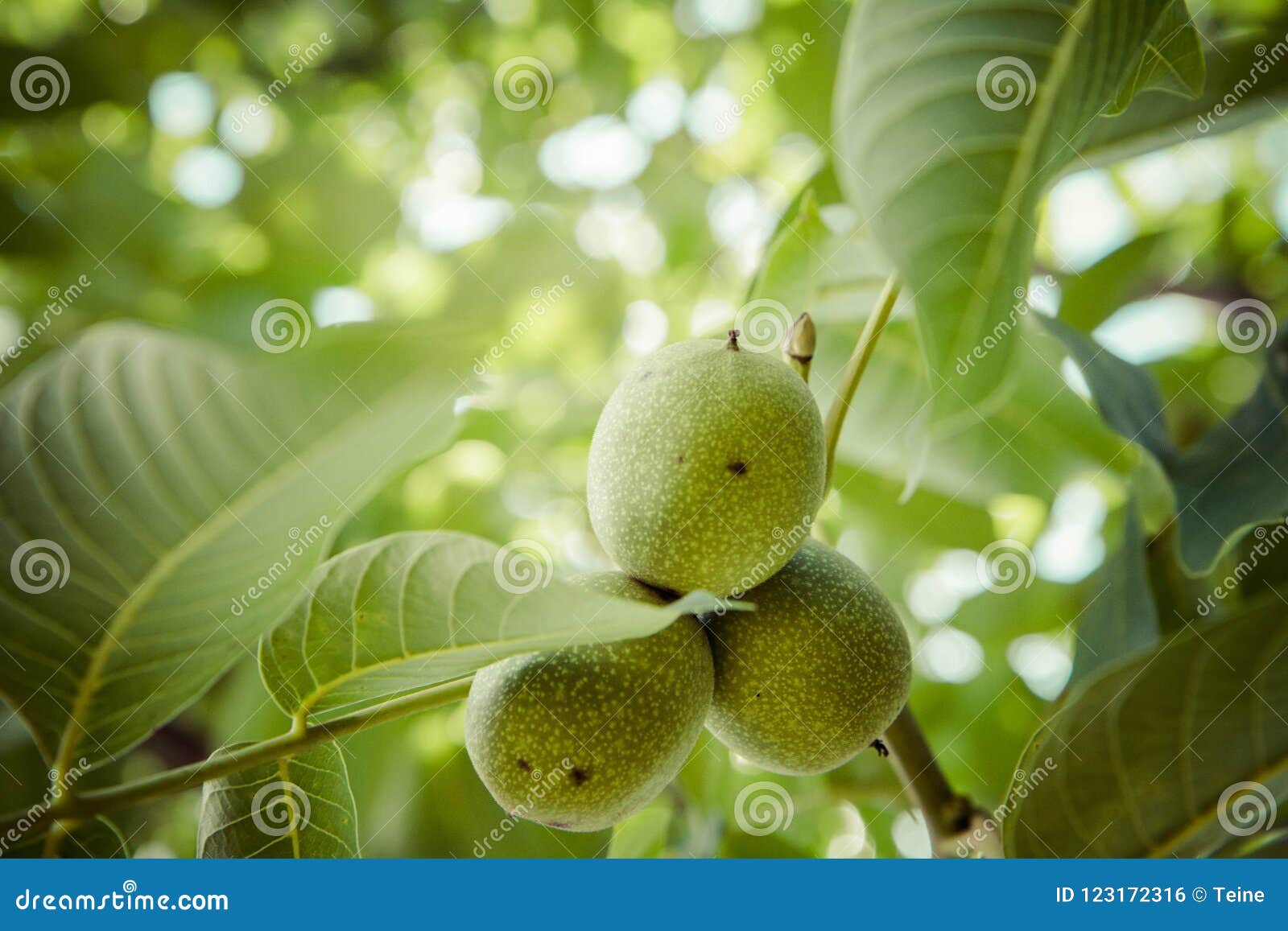 The common walnut stock photo. Image of shell, flora - 123172316