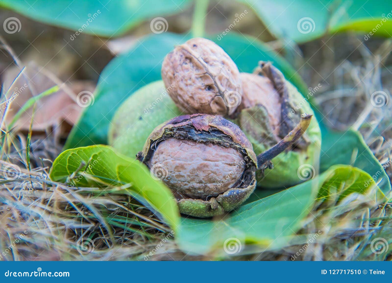 The common walnut stock photo. Image of garden, food - 127717510