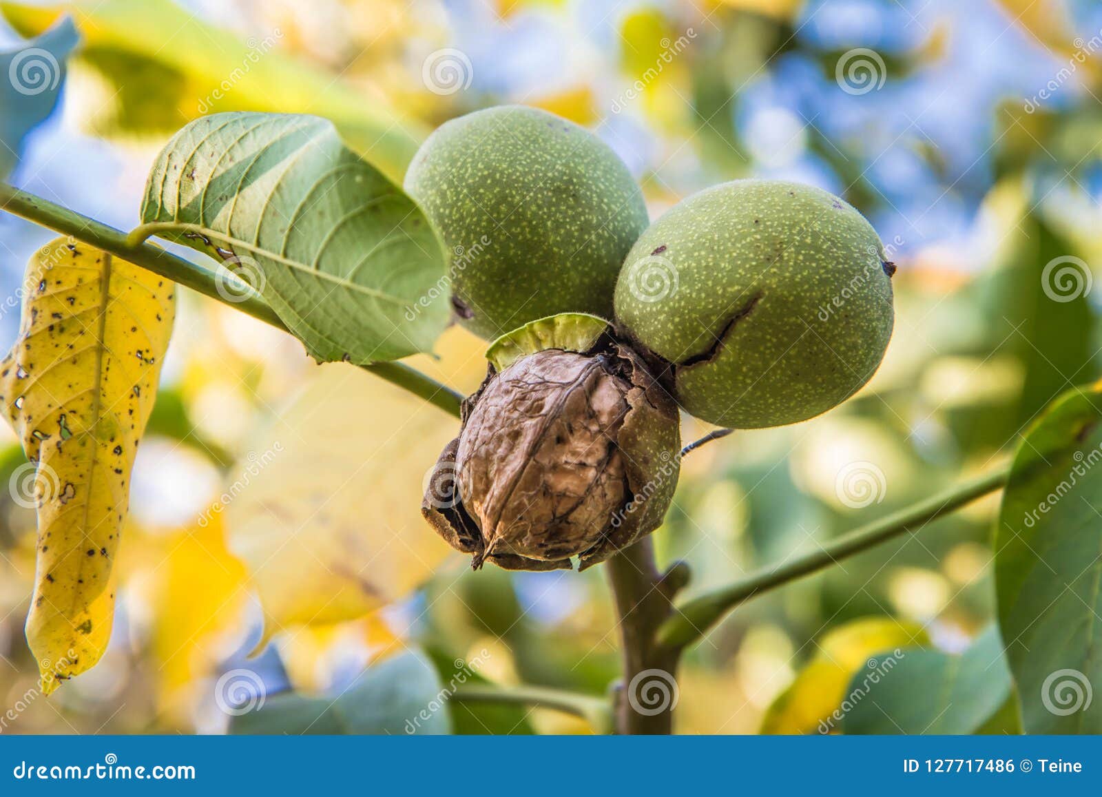 The common walnut stock photo. Image of cultivate, orchard - 127717486