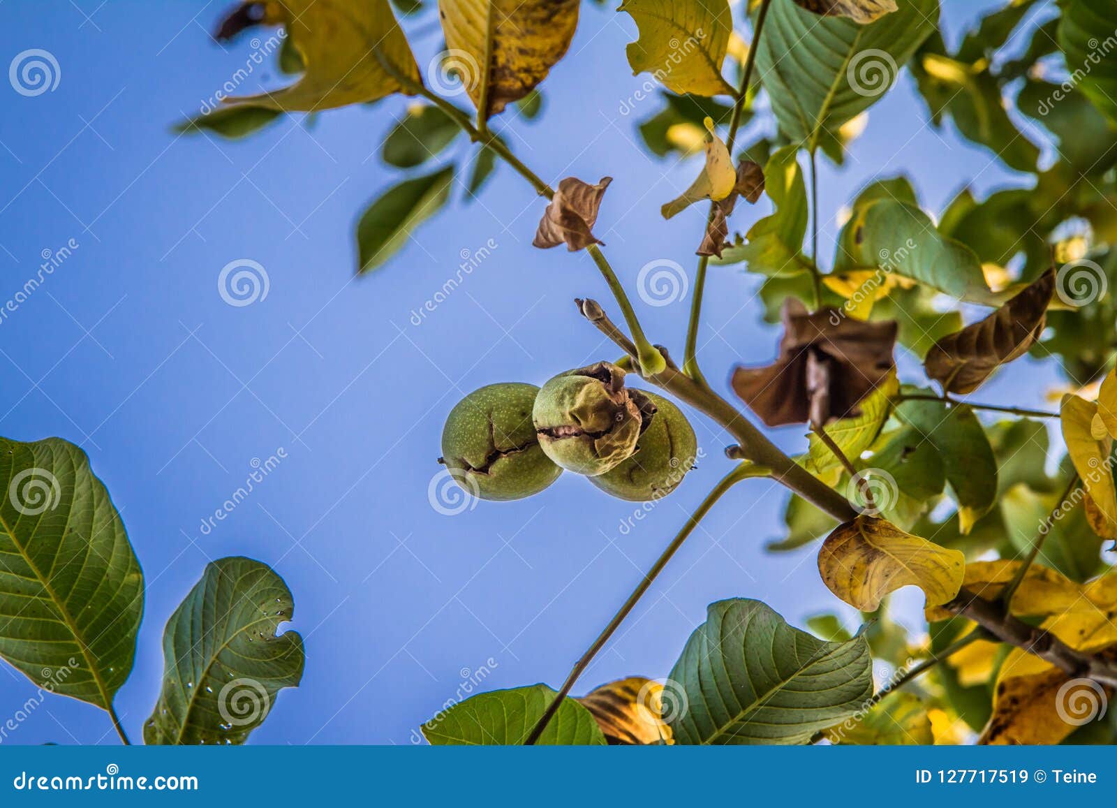 The common walnut stock image. Image of autumn, healthy - 127717519