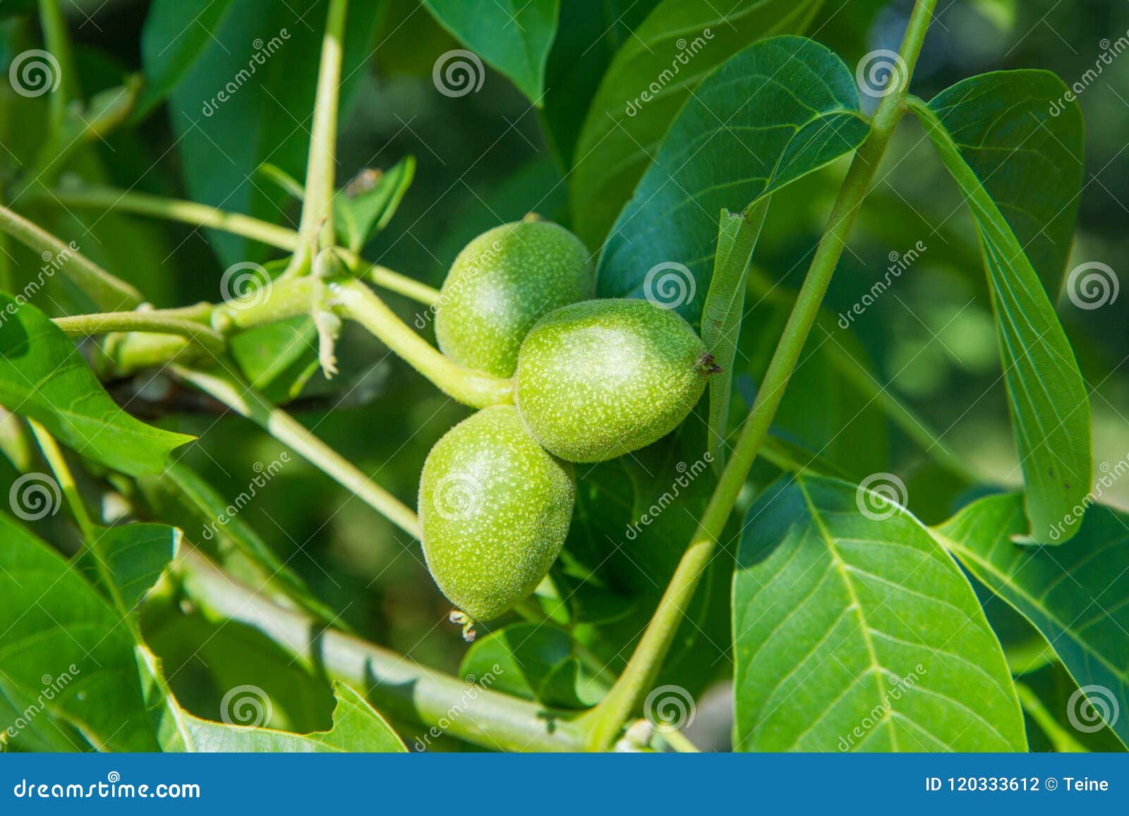 The common walnut stock photo. Image of flora, diet - 120333612