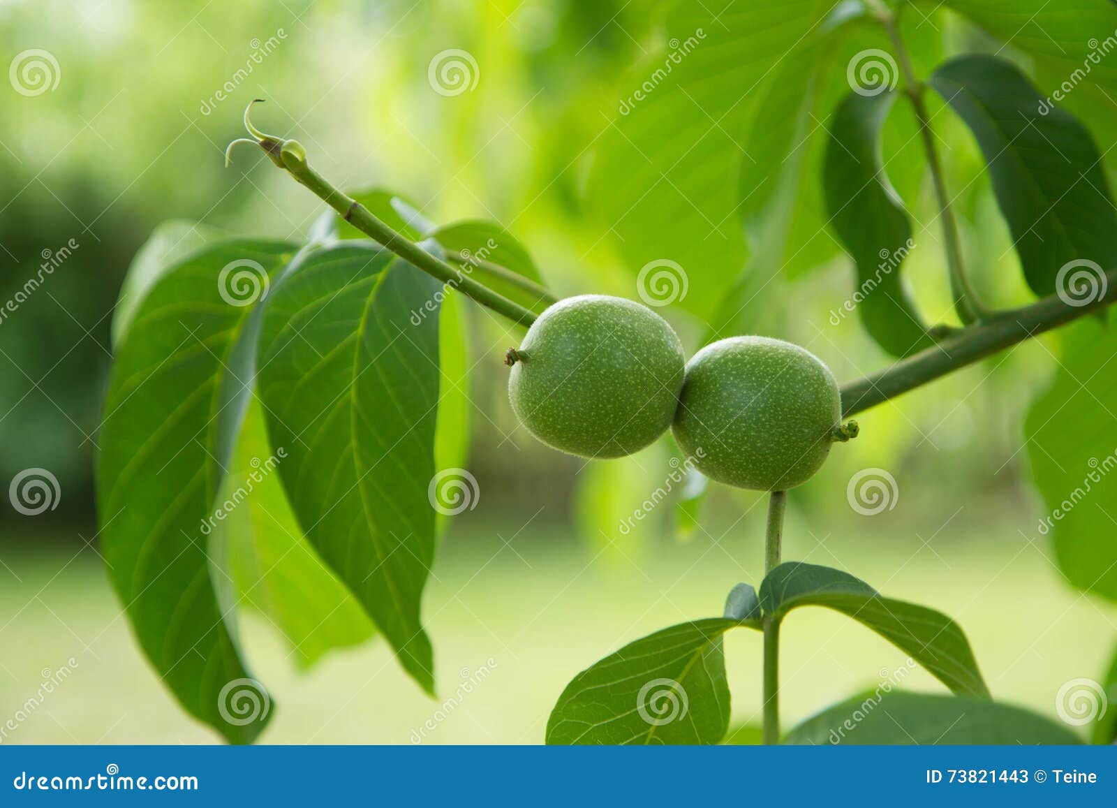Common walnut stock image. Image of edible, tasty, macro - 73821443