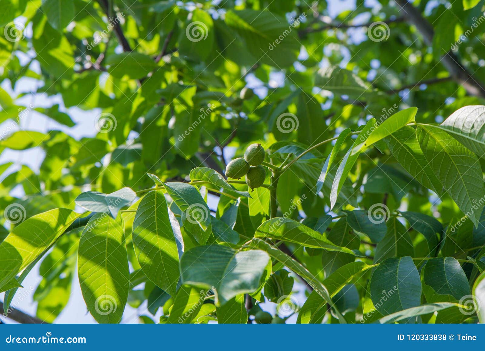 The common walnut stock photo. Image of macro, juicy - 120333838