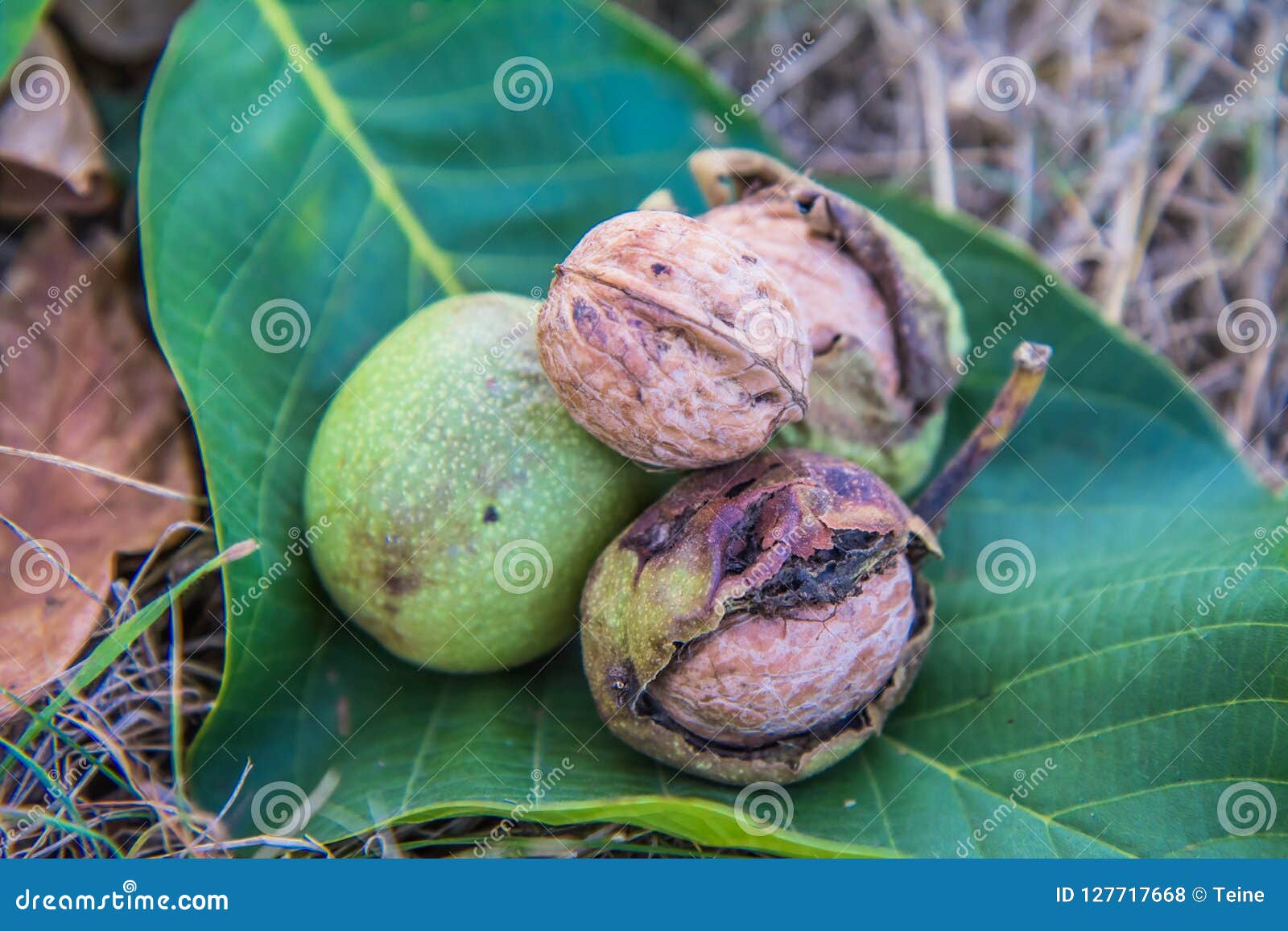 The common walnut stock photo. Image of ground, nutrition - 127717668