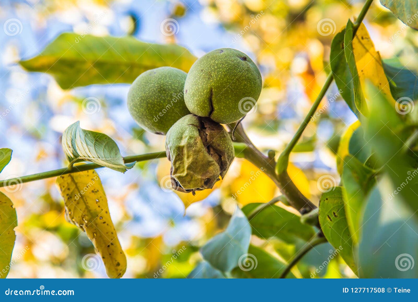 The common walnut stock photo. Image of fresh, cultivate - 127717508