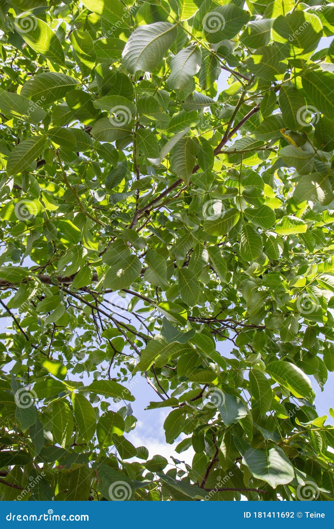 The common walnut tree stock photo. Image of food, green - 181411692