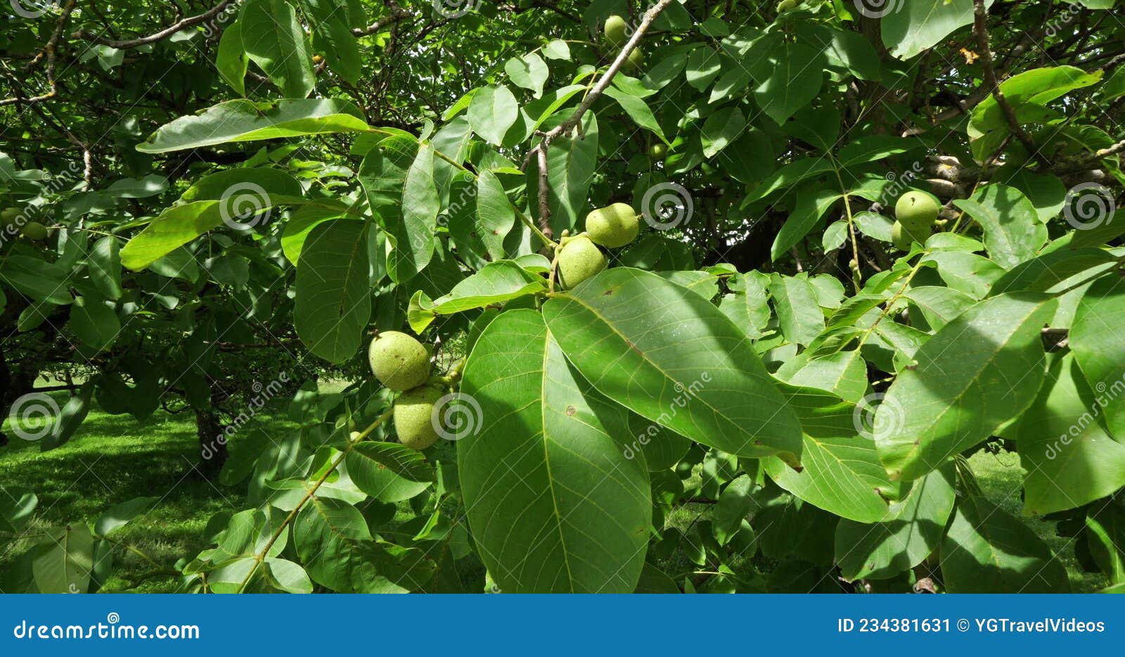 Common Walnut Trees, Dordogne, France Stock Video - Video of detail ...