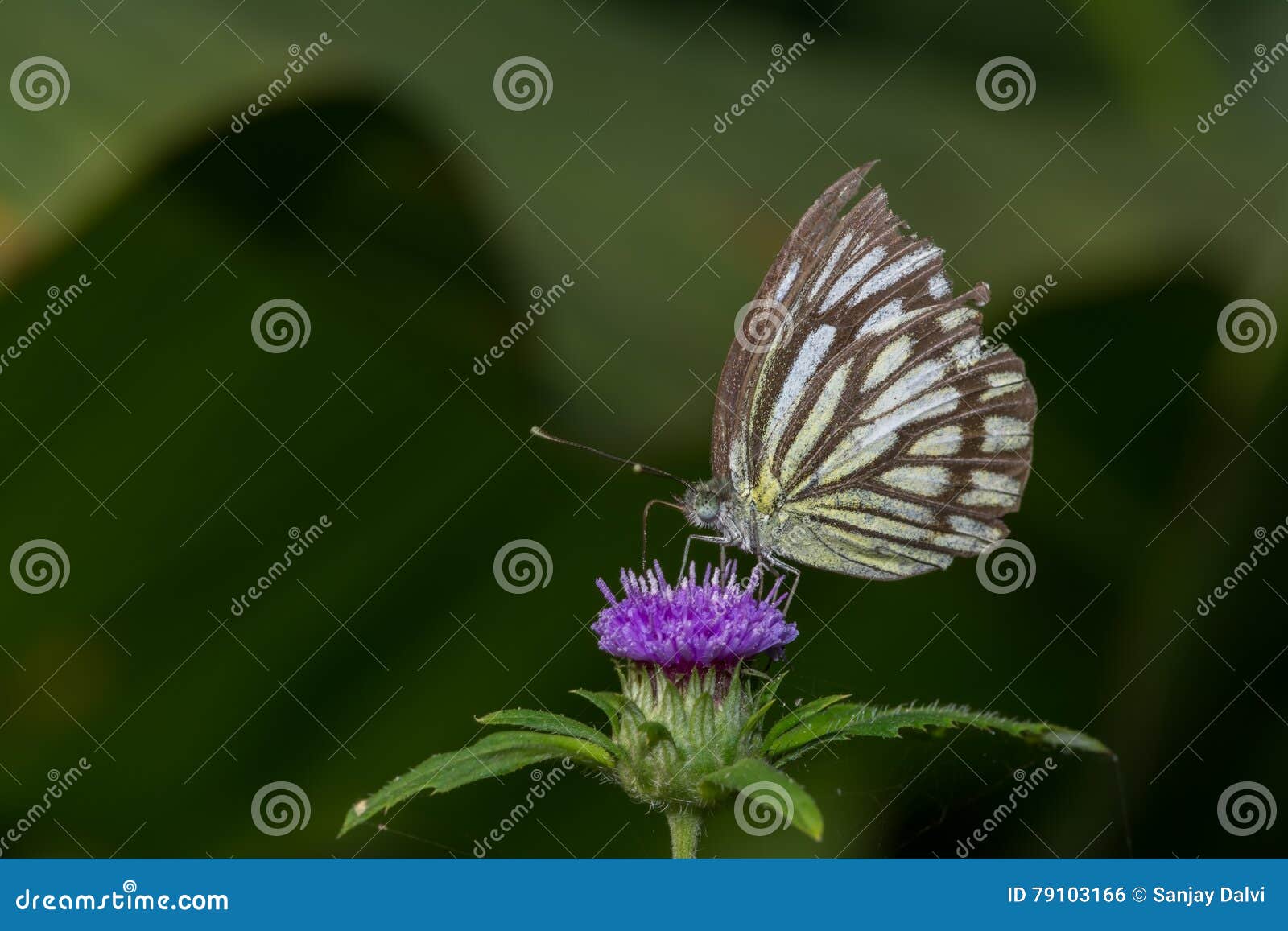 Common Wanderer Butterfly stock photo. Image of nature - 79103166