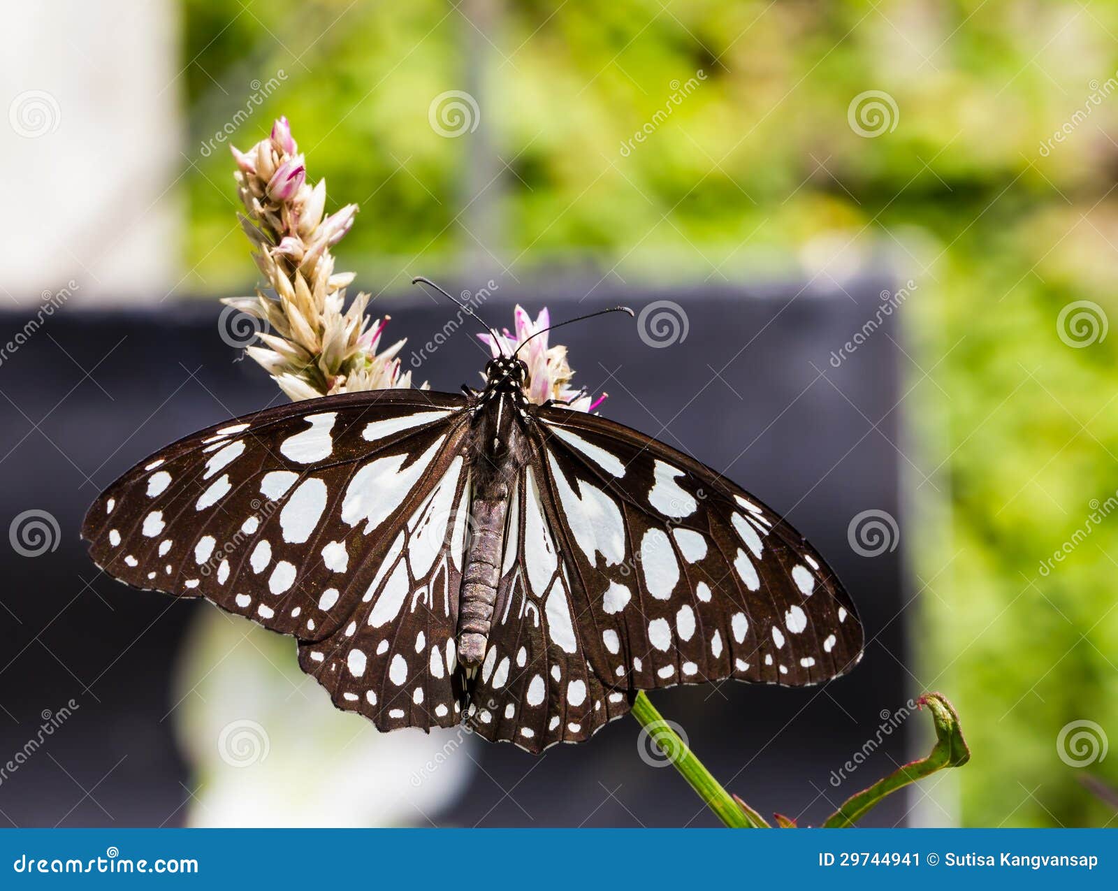 Common wanderer butterfly stock image. Image of nectar - 29744941