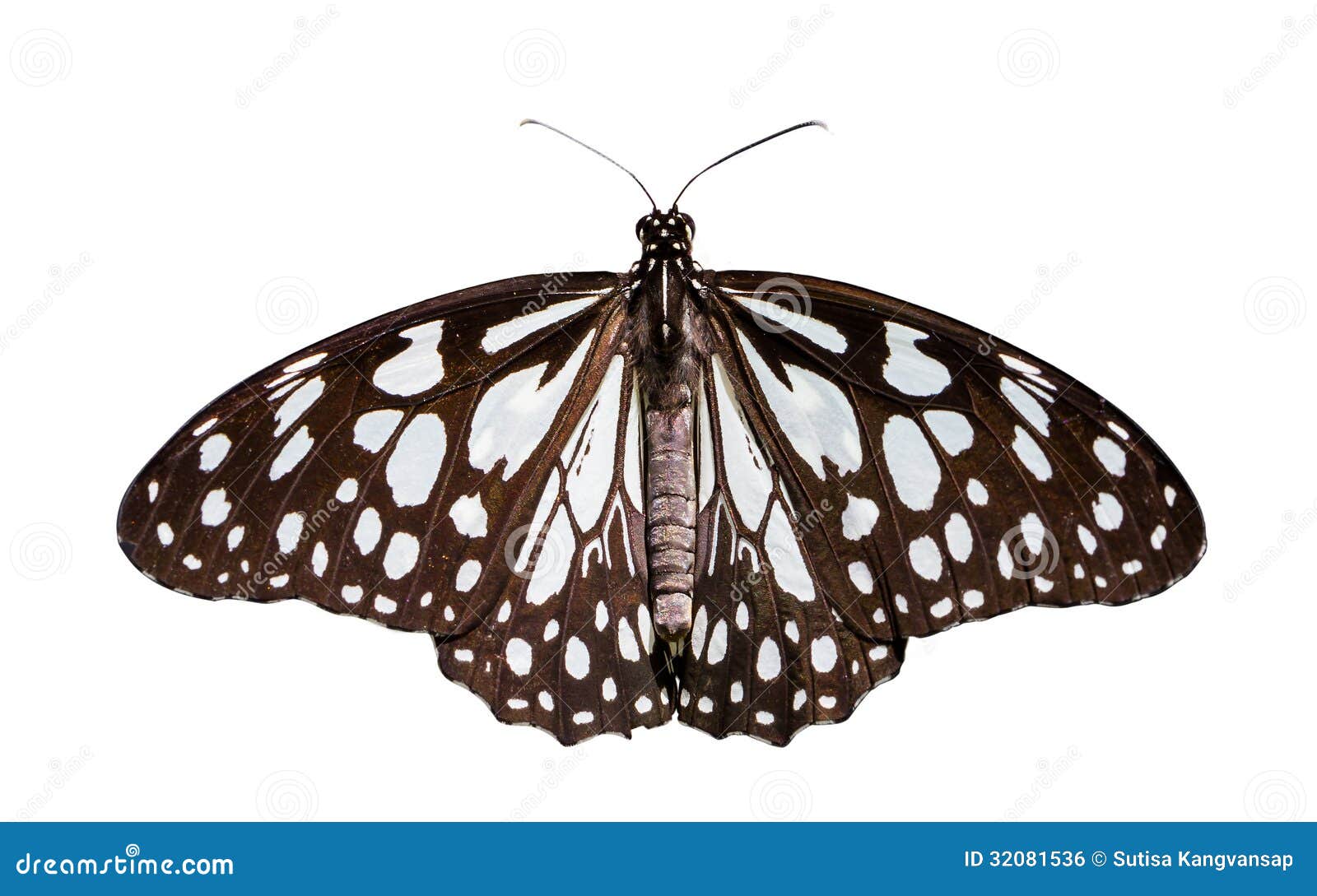 Common wanderer butterfly stock photo. Image of juice - 32081536