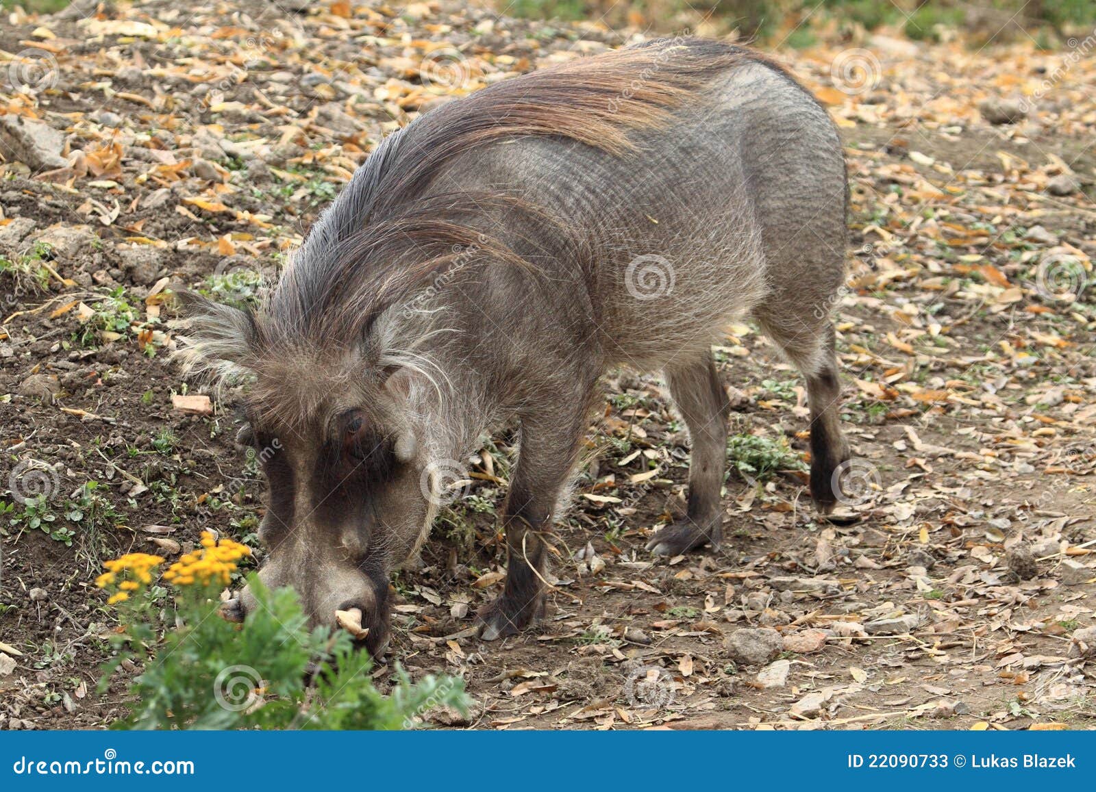 Common warthog stock image. Image of nature, soil, africanus - 22090733