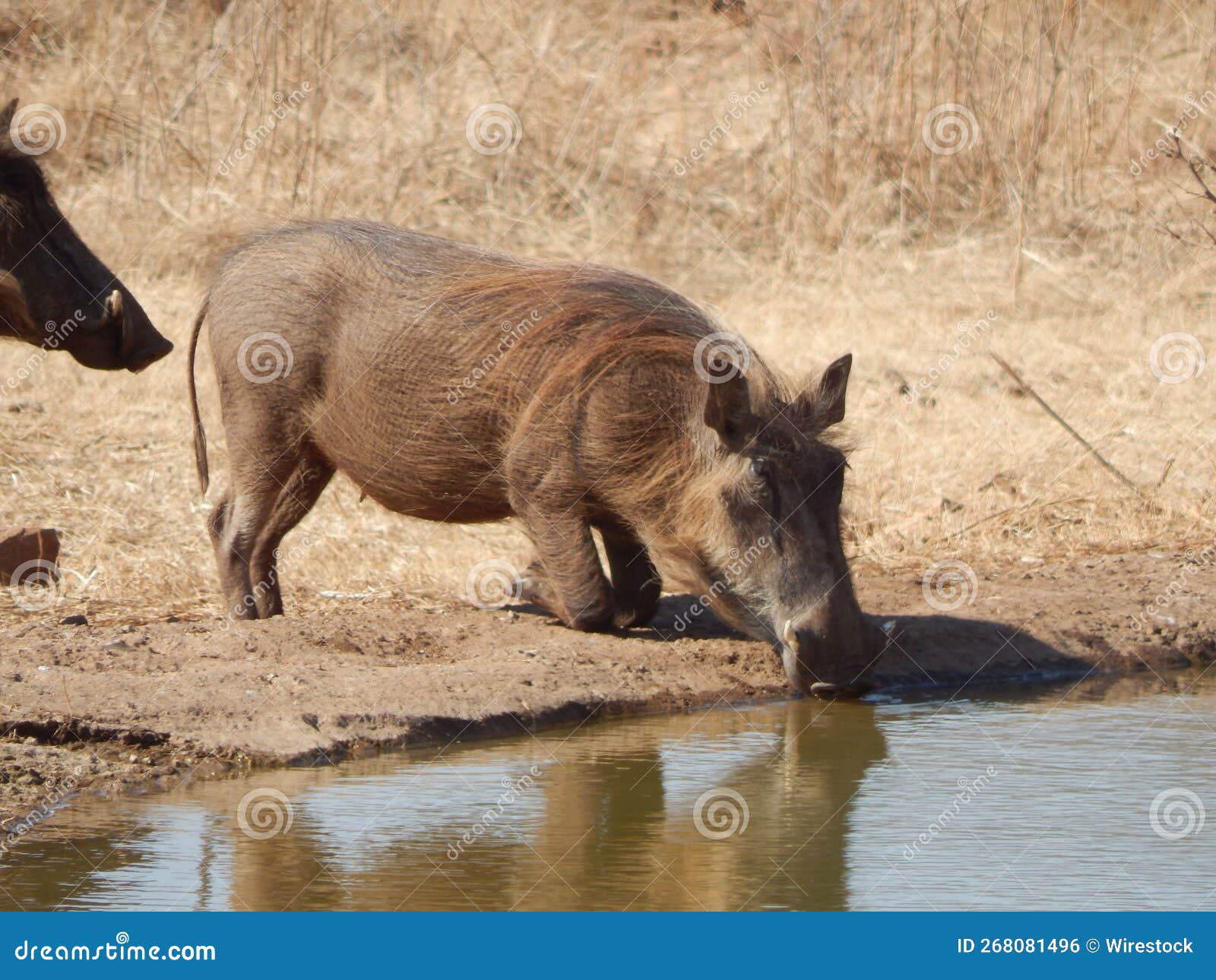 Common Warthog Drinking at the Watering Hole Stock Photo - Image of ...