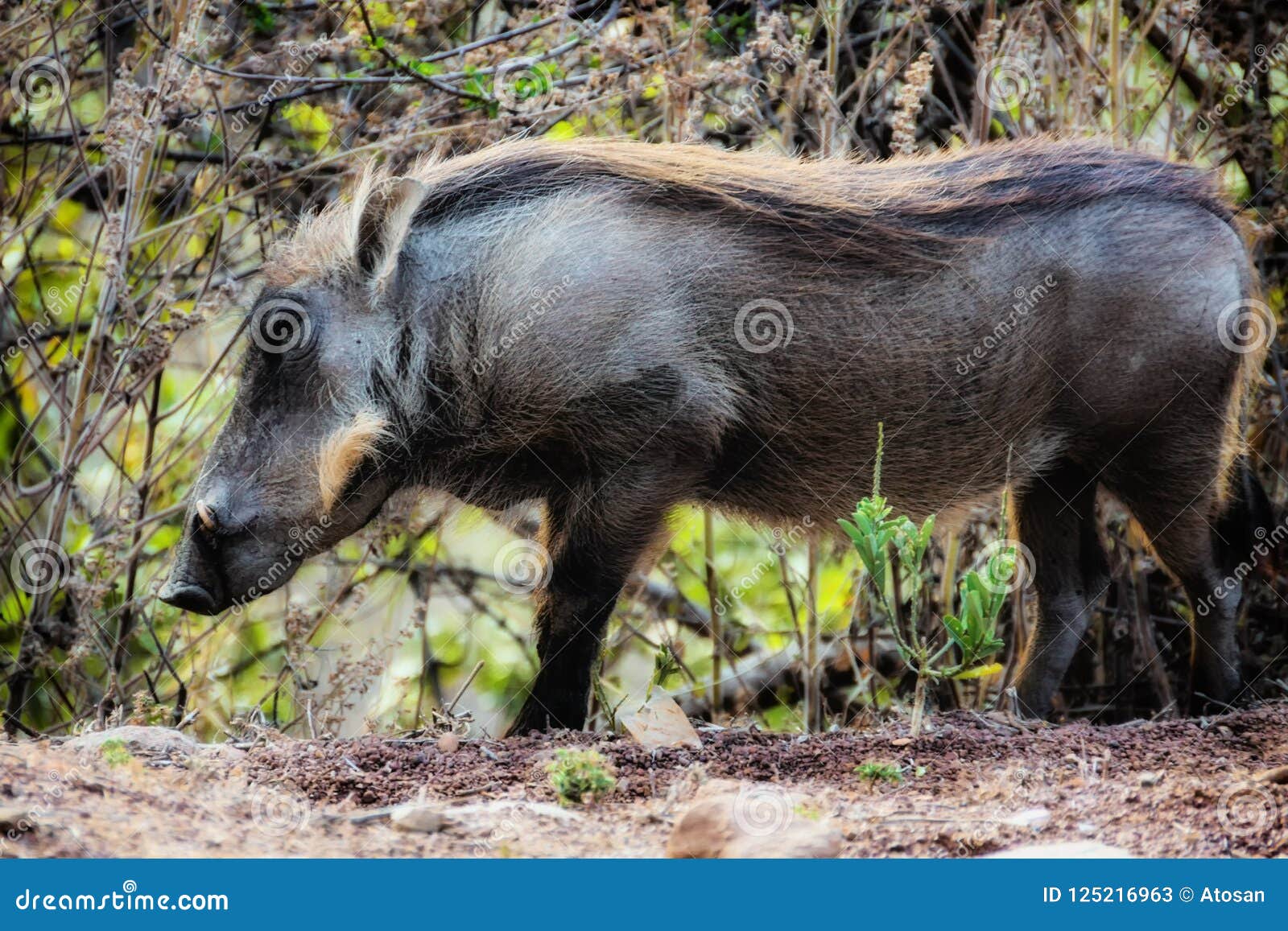 Common warthog stock image. Image of plain, mammal, netherlands - 125216963