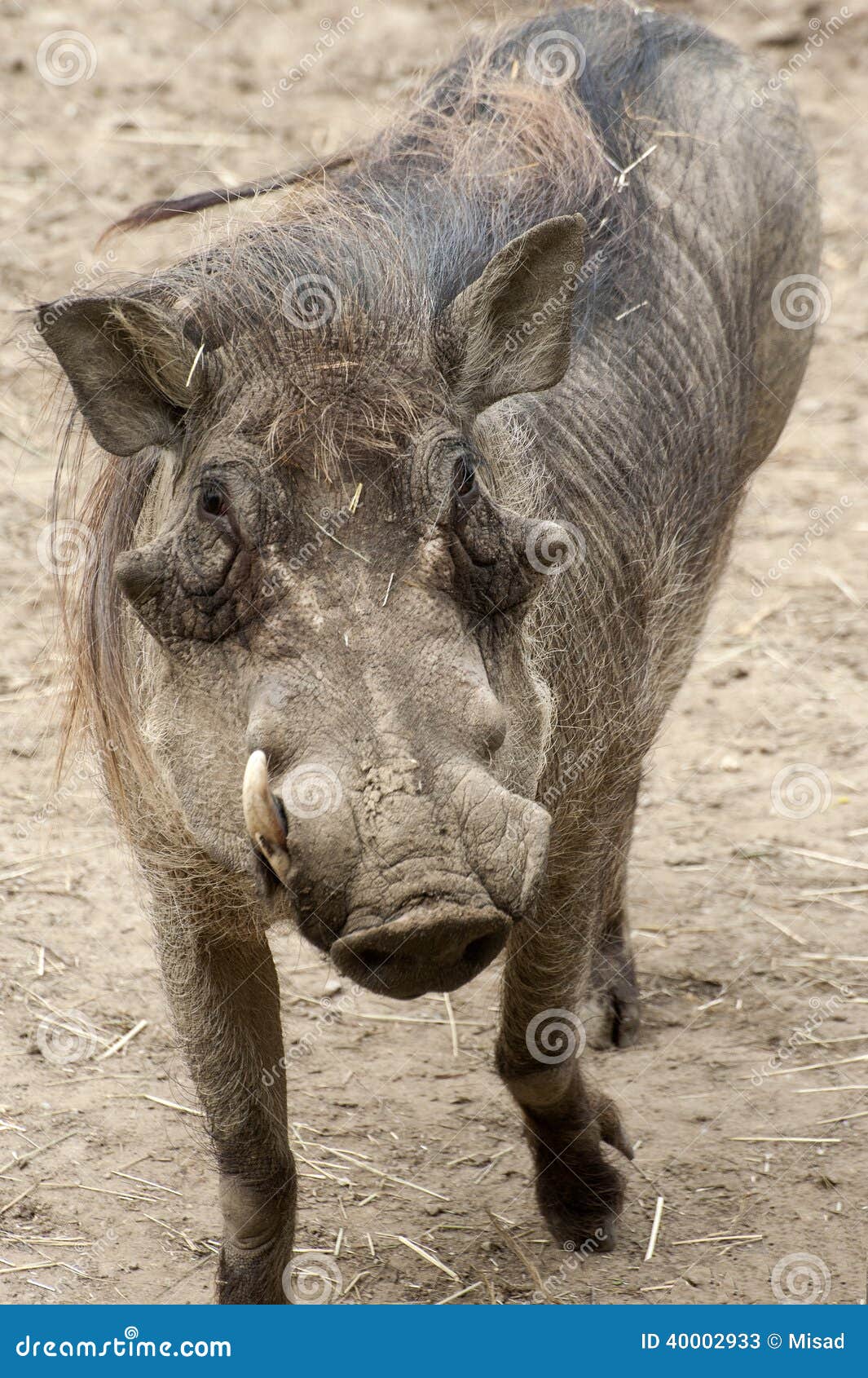 Common Warthog stock image. Image of tusks, skin, common - 40002933