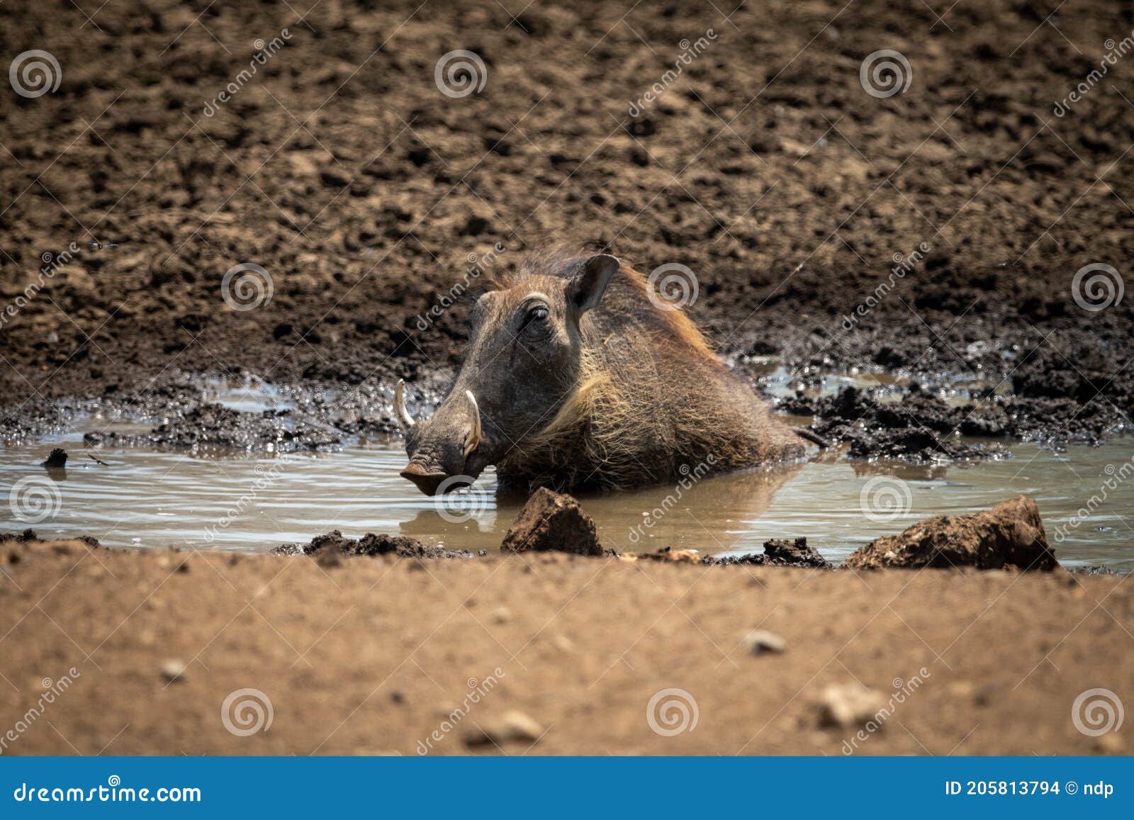 Common Warthog Sits Wallowing in Muddy Waterhole Stock Photo - Image of ...