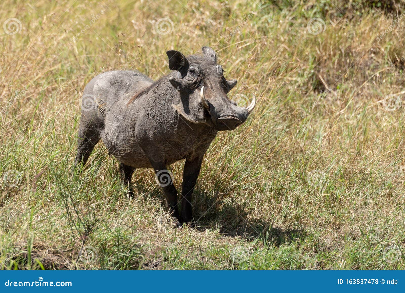 Common Warthog Stands Eyeing Camera in Long Grass Stock Photo - Image ...