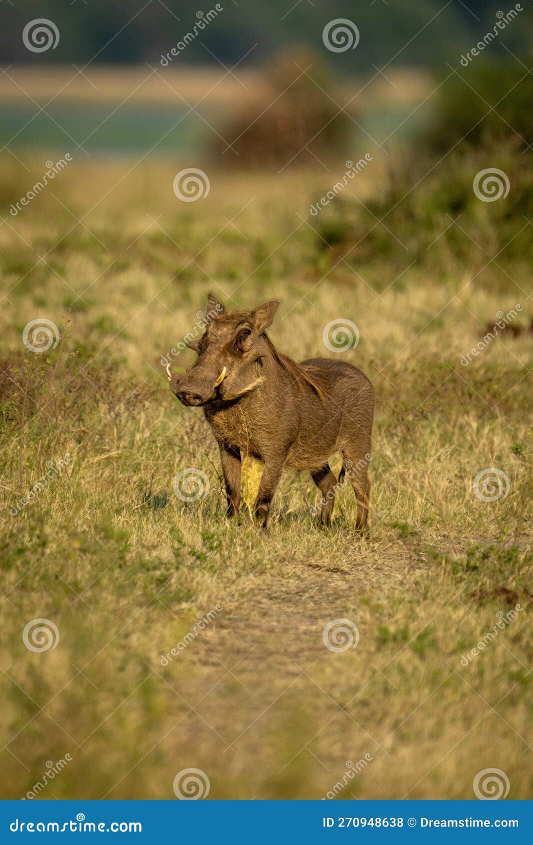 Common Warthog Stands Watching Camera on Track Stock Photo - Image of ...