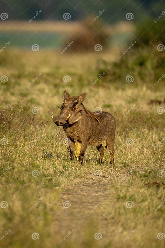 Common Warthog Stands Watching Camera on Track Stock Photo - Image of ...