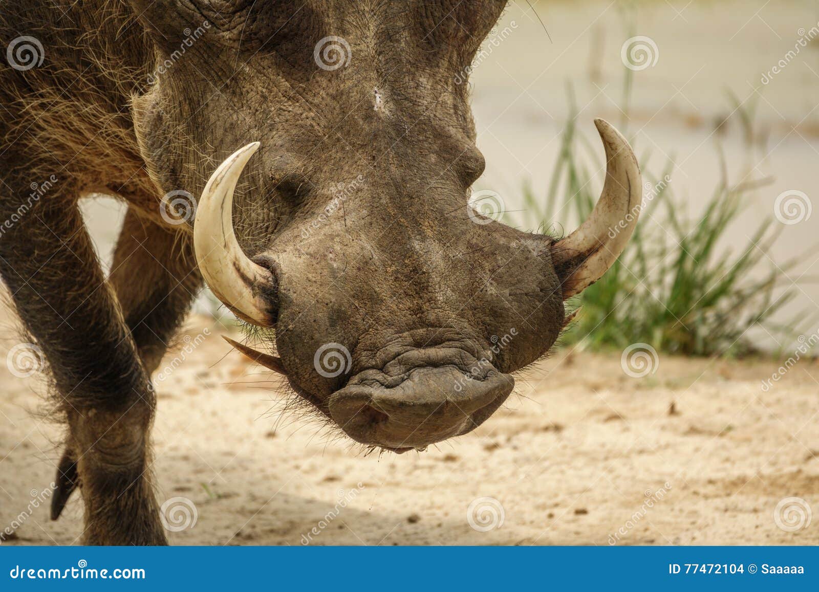 Common warthog tusks stock photo. Image of national, warthog - 77472104