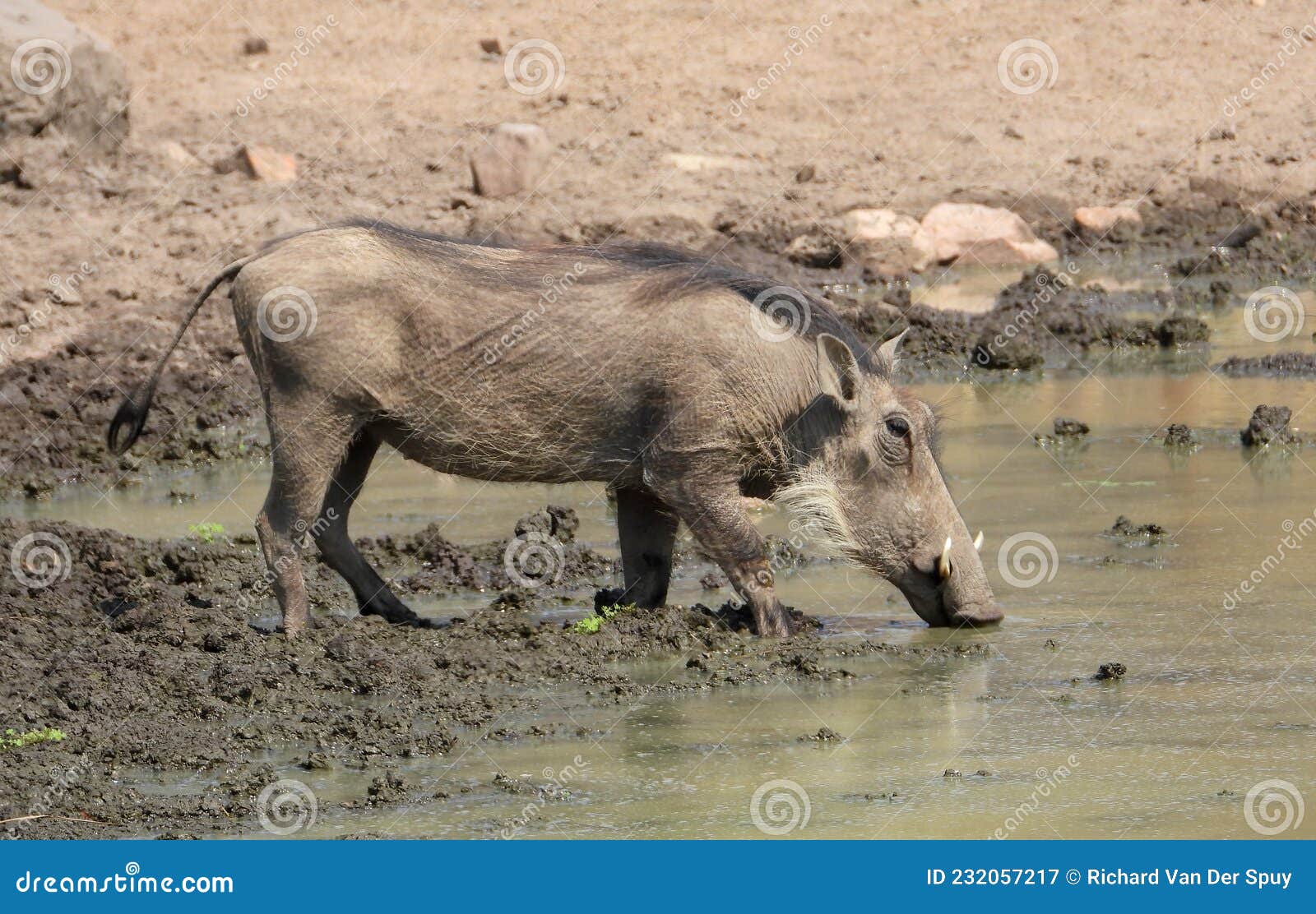 Common Warthog at Waterhole Stock Image - Image of african, fauna ...