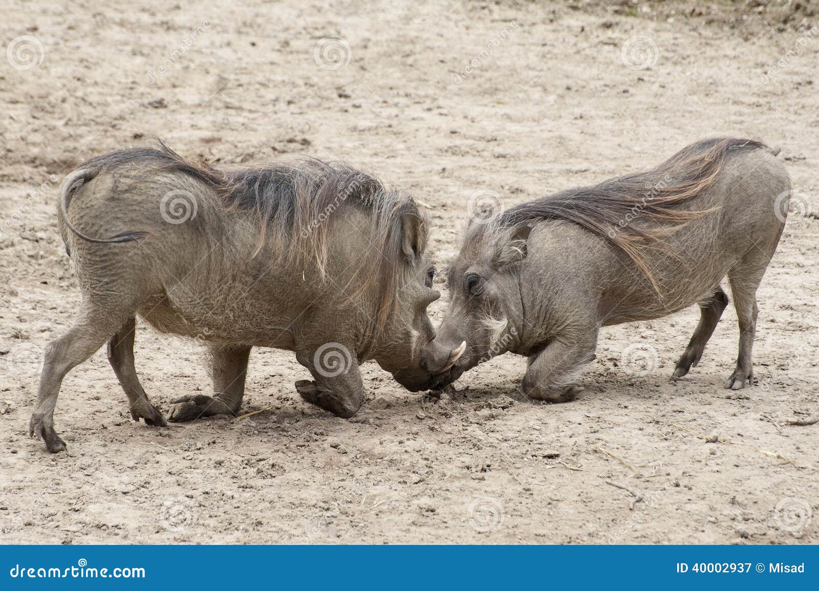 Common Warthogs stock image. Image of hair, game, phacochoerus - 40002937