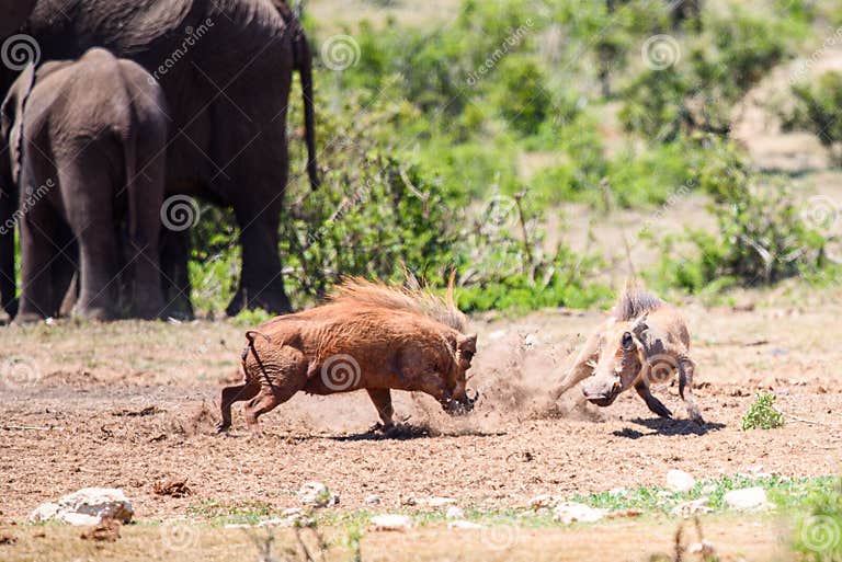 Common Warthogs Fighting in the Field on a Bright Sunny Day Stock Photo ...