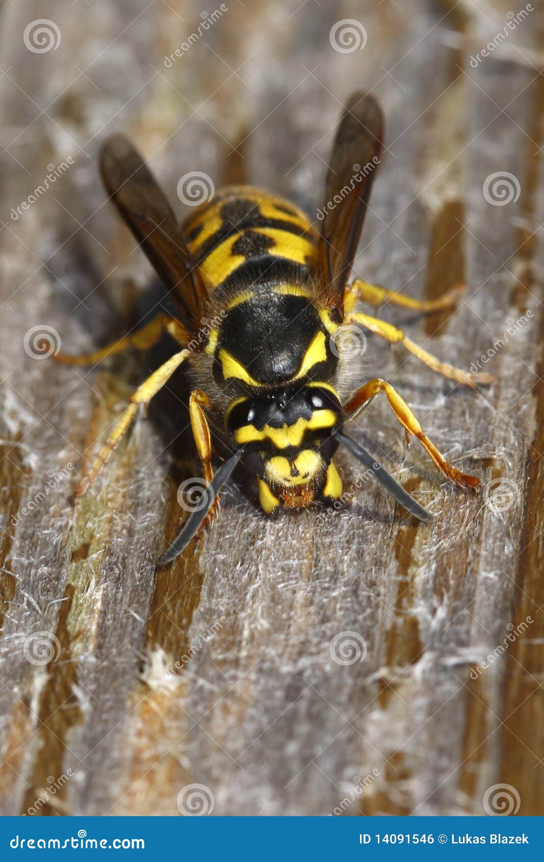 Common Wasp, Vespa Vulgaris Stock Image | CartoonDealer.com #3027607