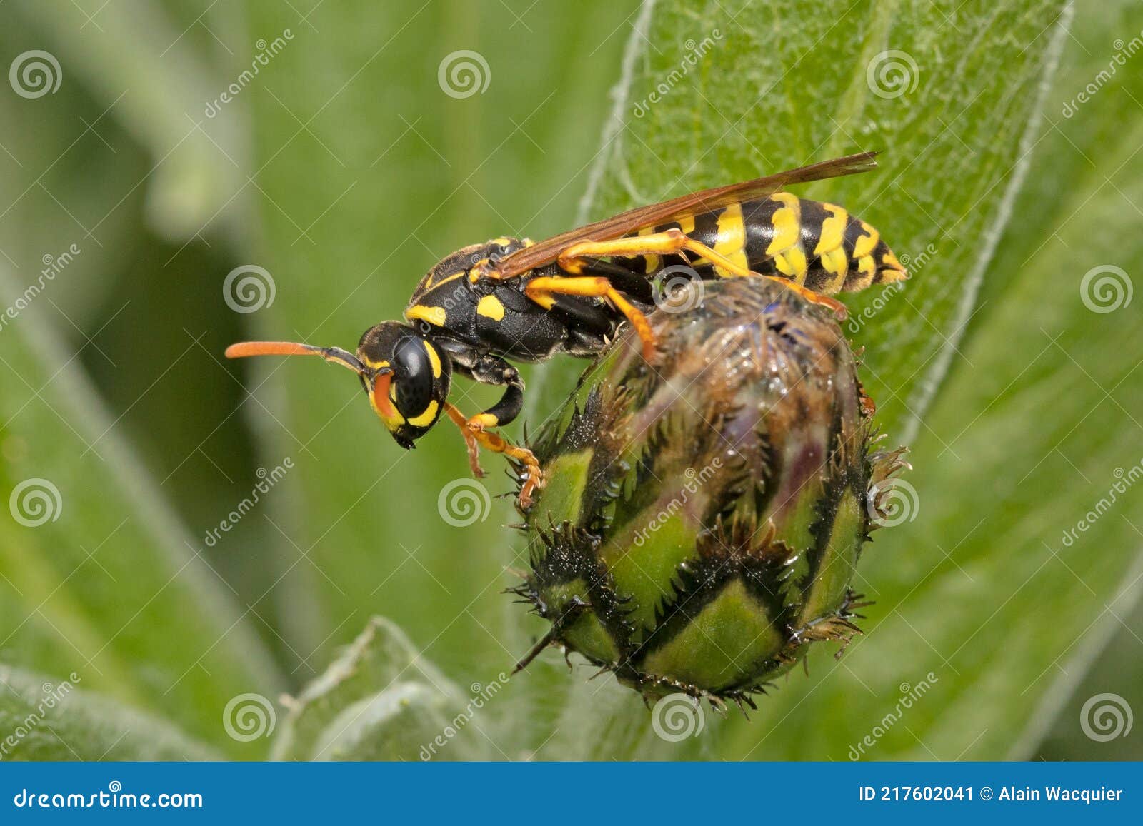 Common wasp on a bud stock image. Image of isolated - 217602041